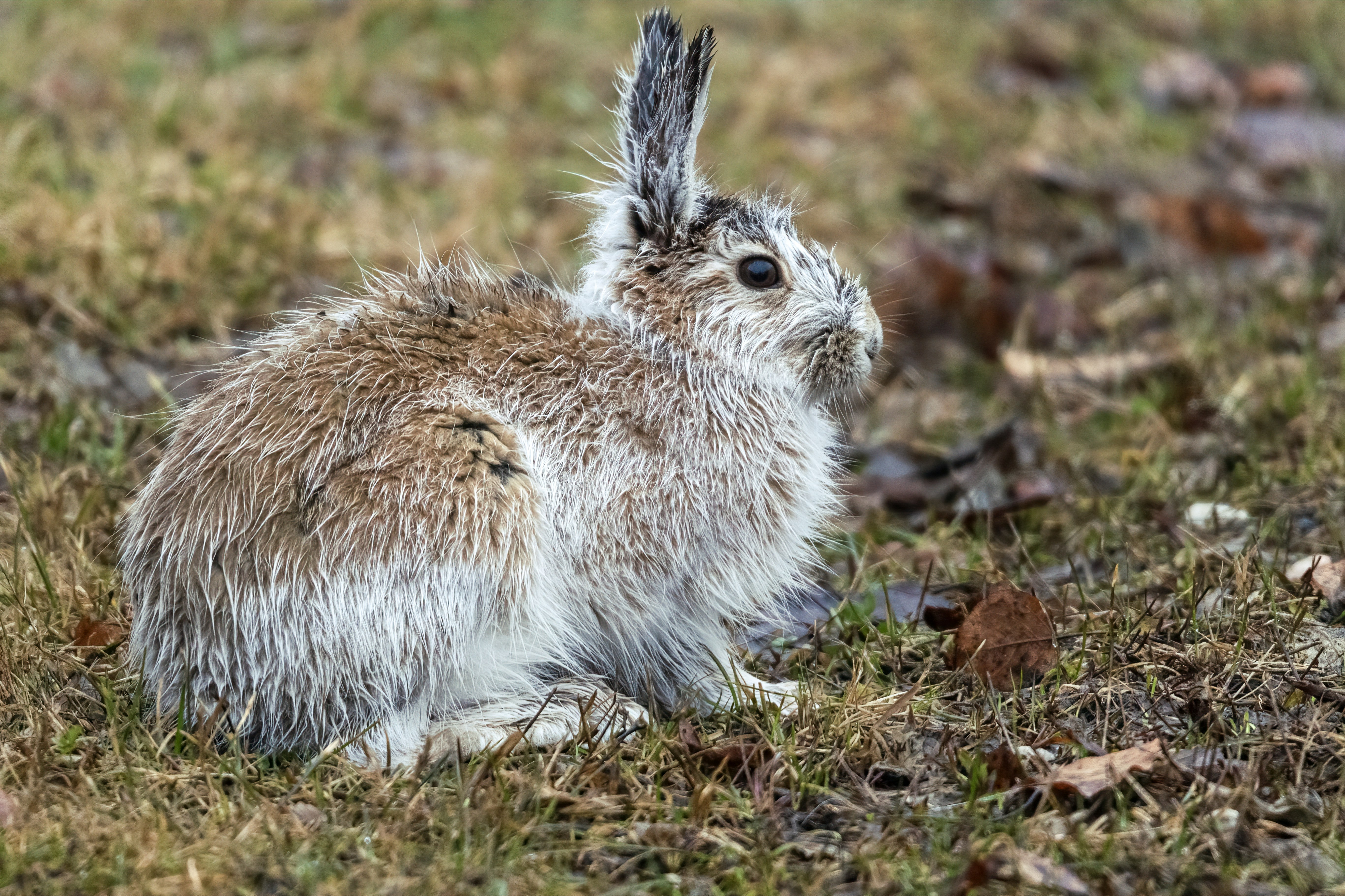 A Quiet Moment: Dappled Bunny in Autumn Grass