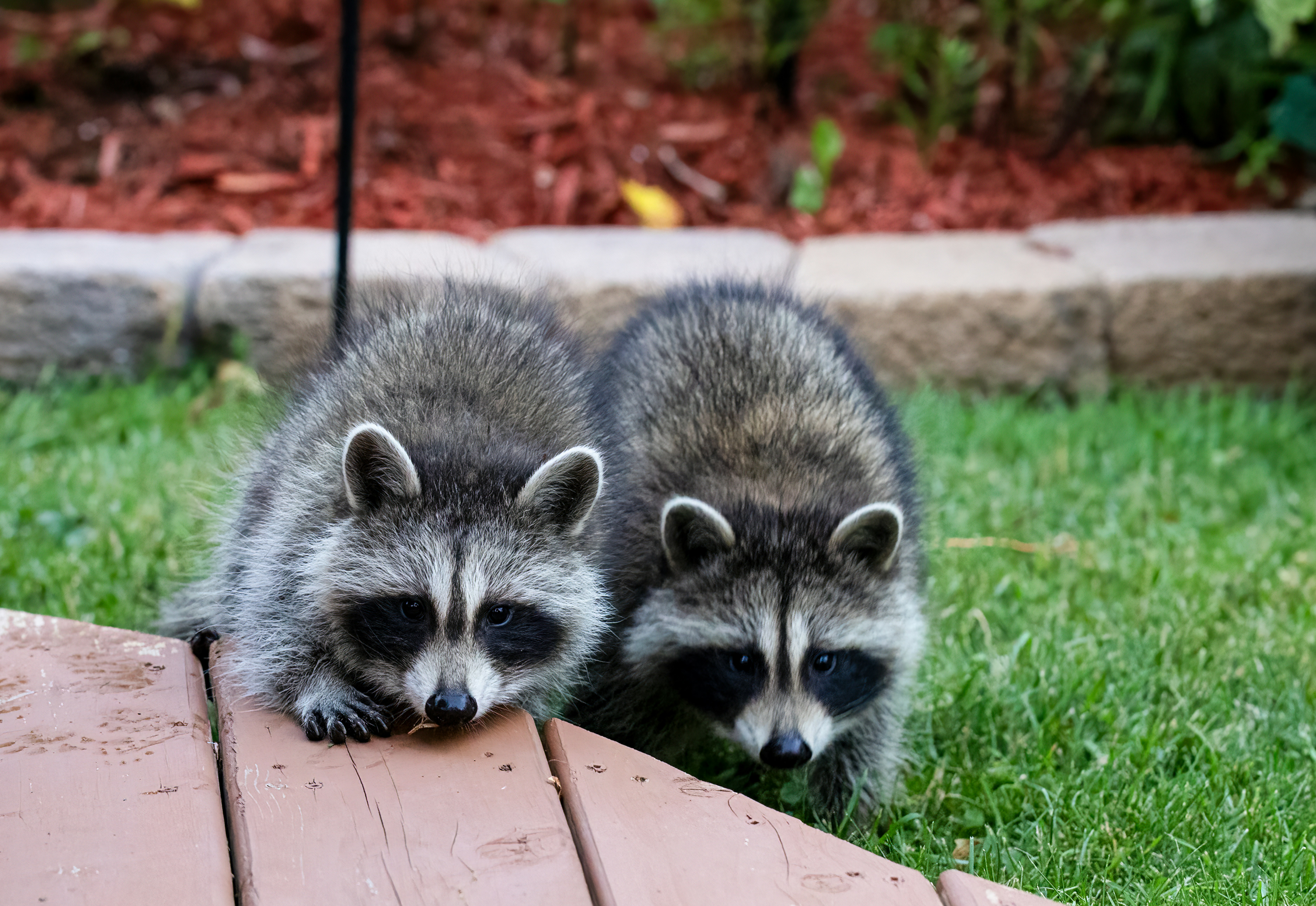 Two Curious Raccoons Peer Over the Deck