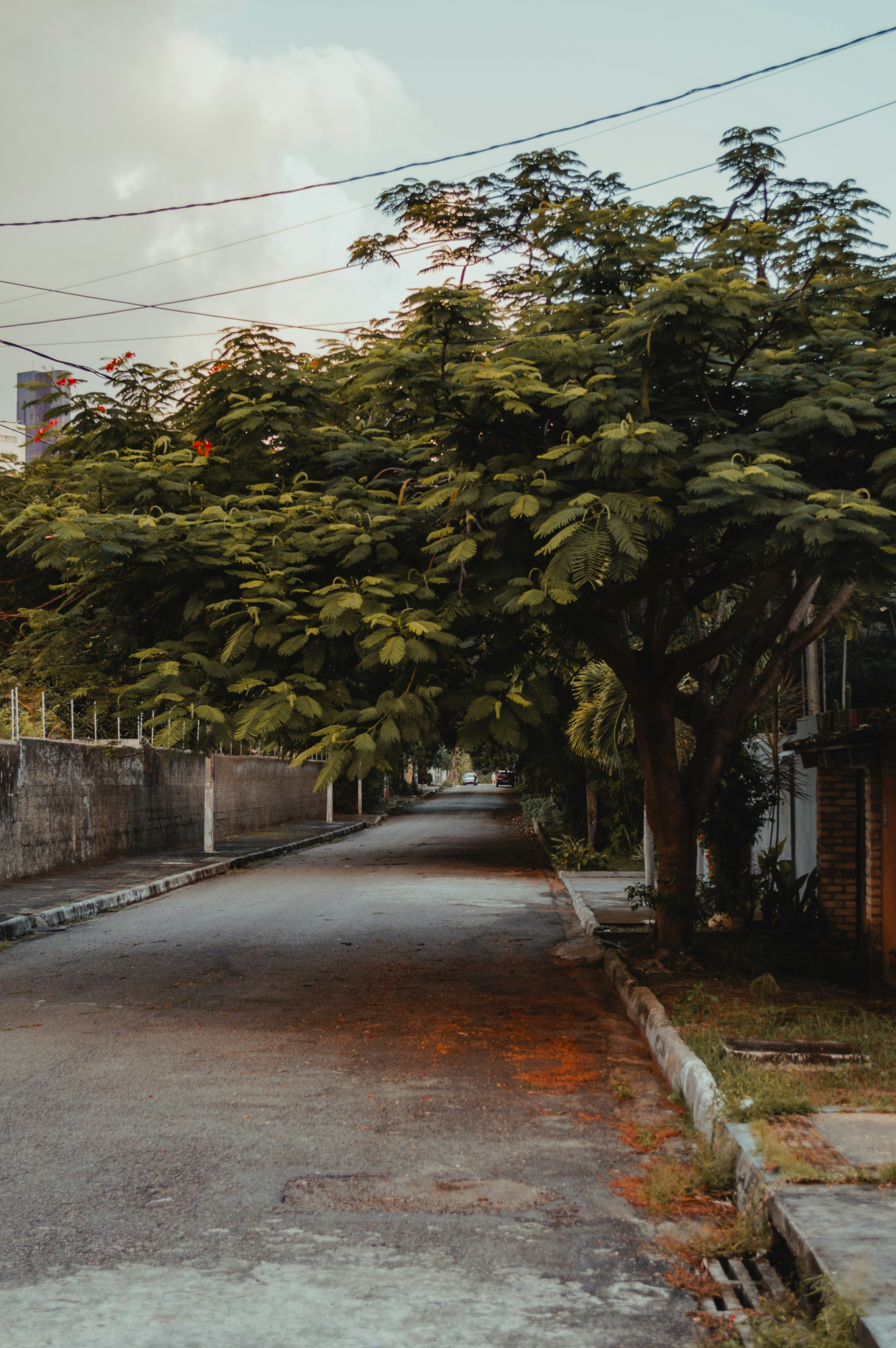Tree-Canopy Lane: A Quiet Street Pierced by Dappled Light