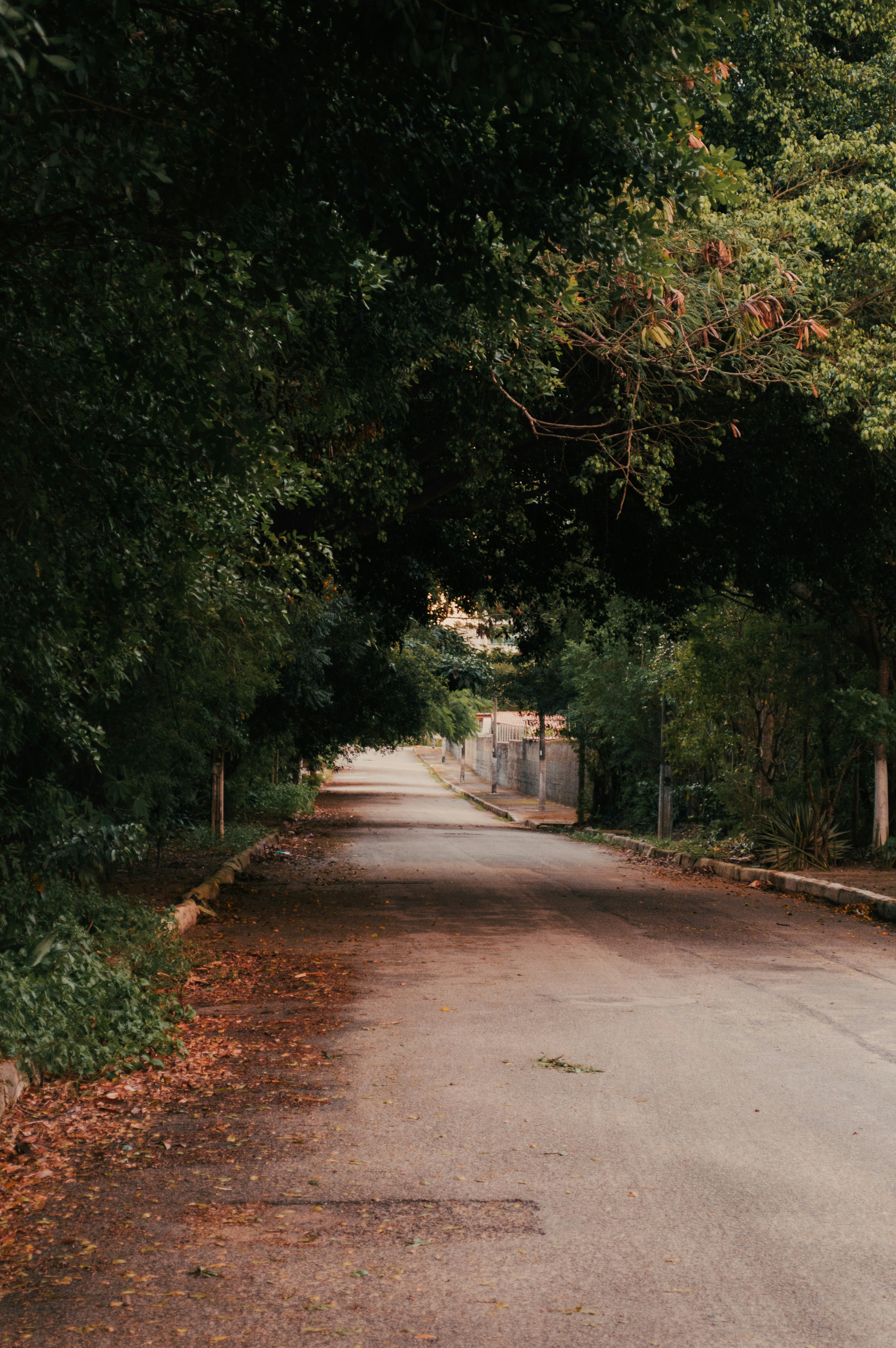 Canopy Ingress: A Serene Tree-Arch Tunnel Along a Quiet Street