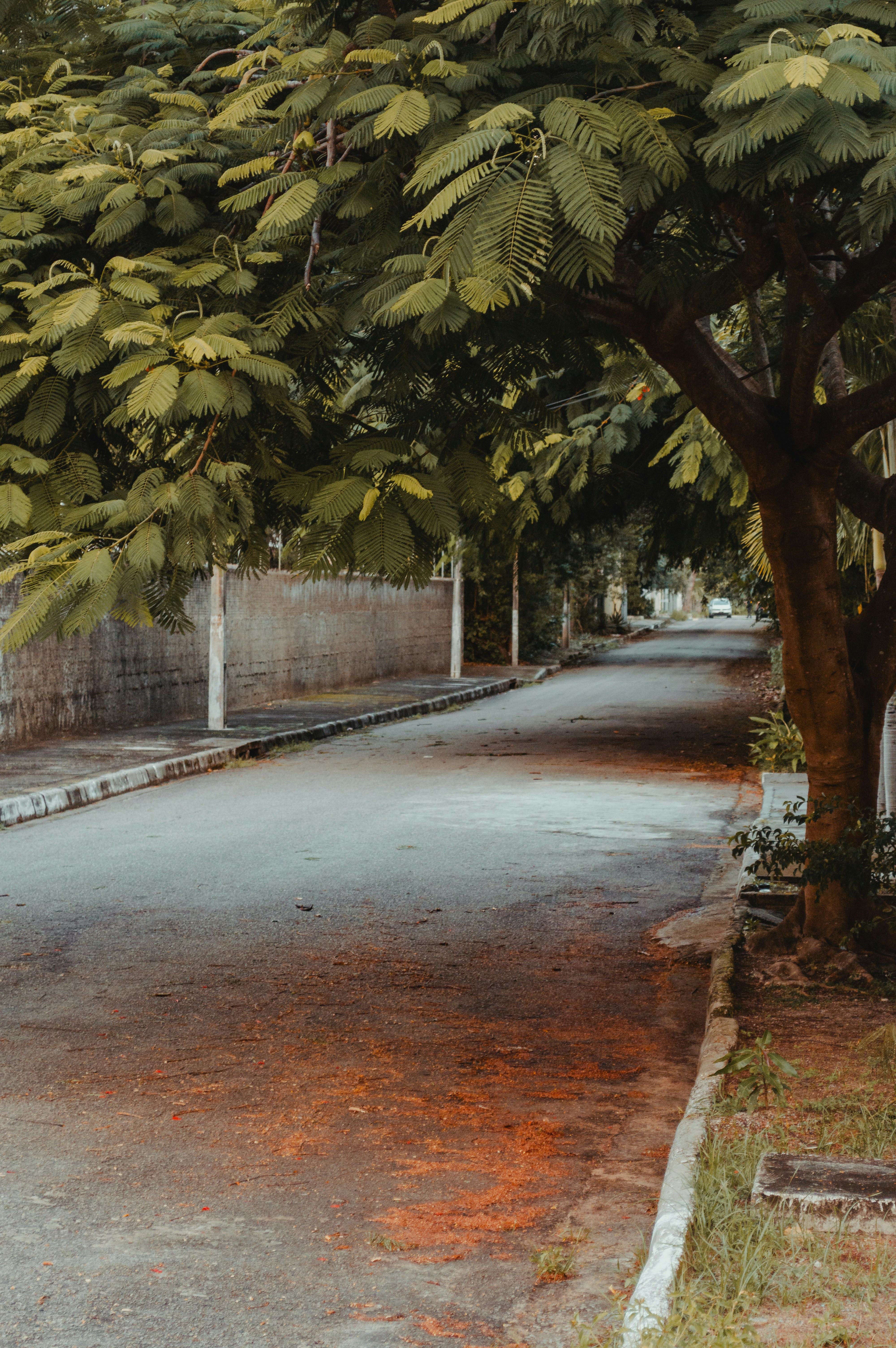 Tree-Lined Alley Leads the Eye Toward a Quiet Vanishing Point