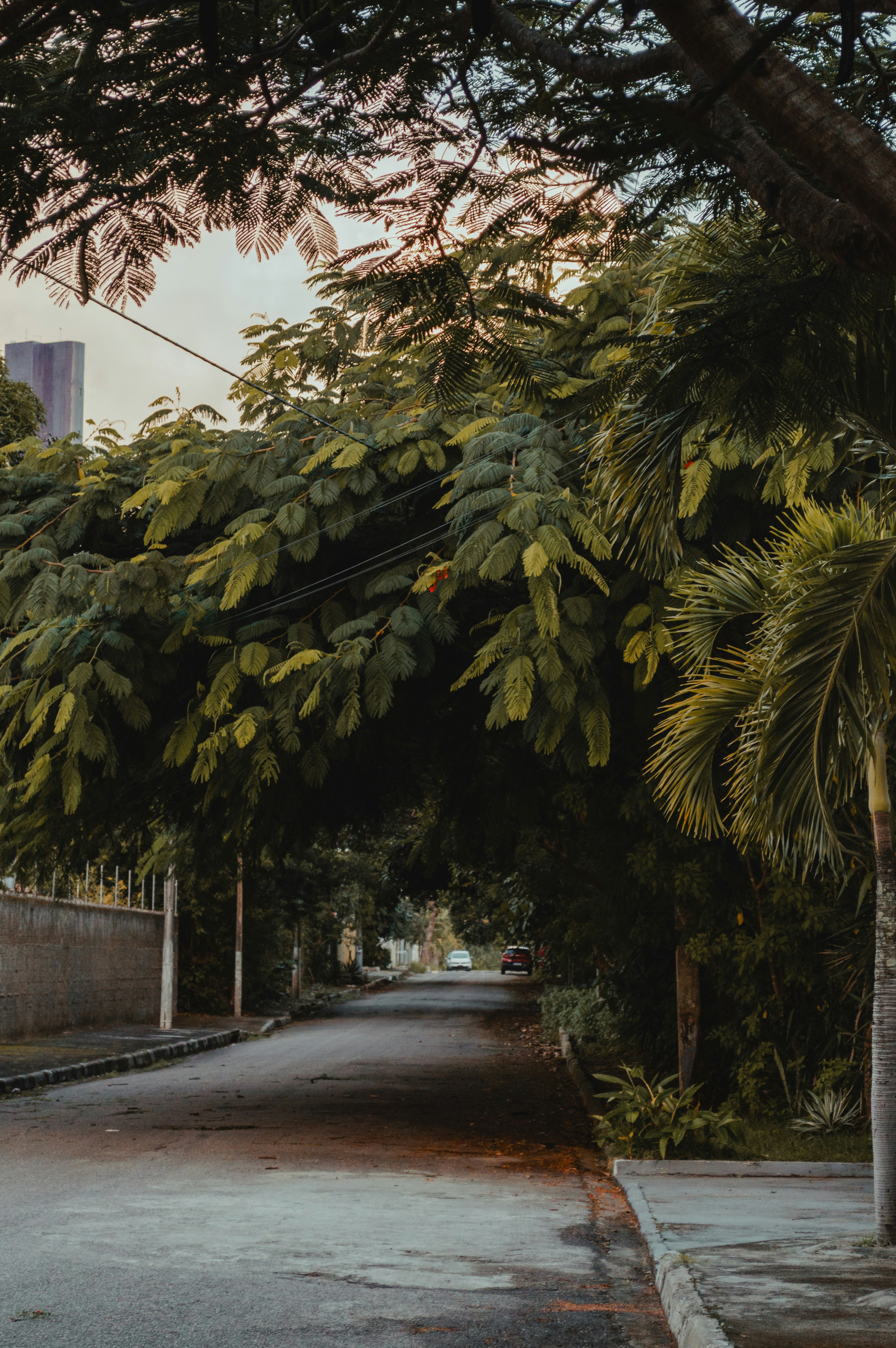 Lush green trees arch over a quiet street