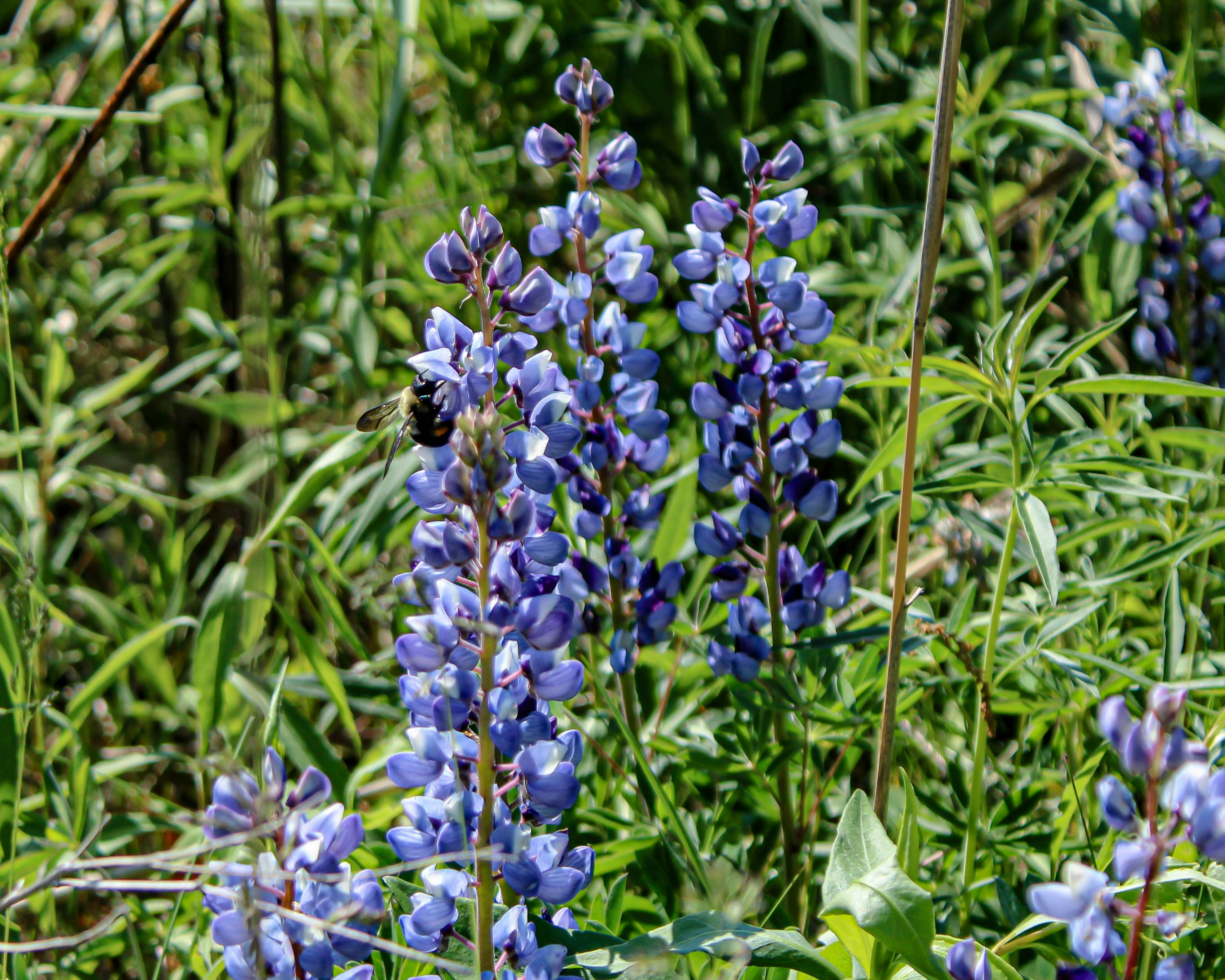 Blue Lupine Beans in Sunlit Meadow