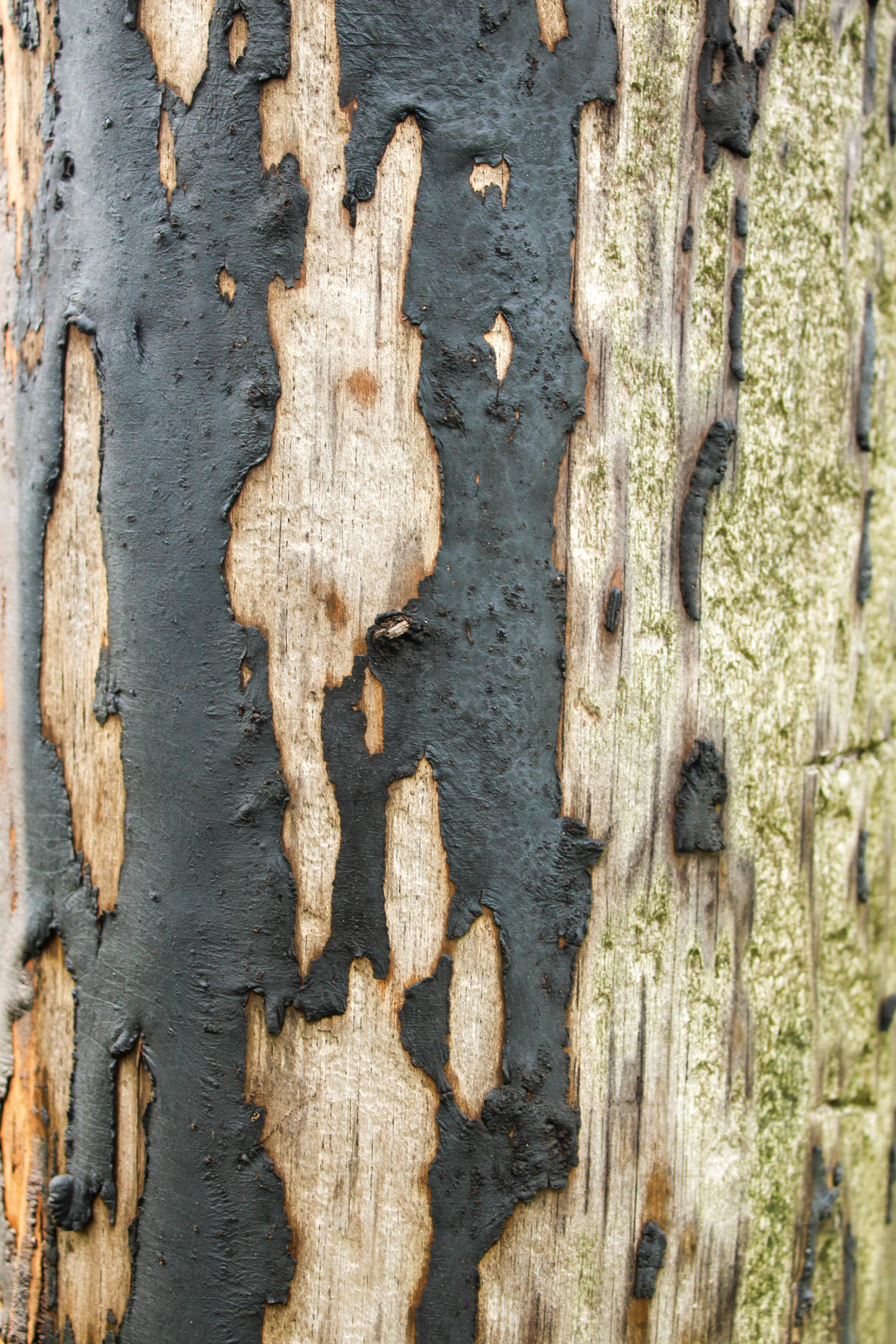 Peeling Bark Portrait: Texture and Contrast of Weathered Wood