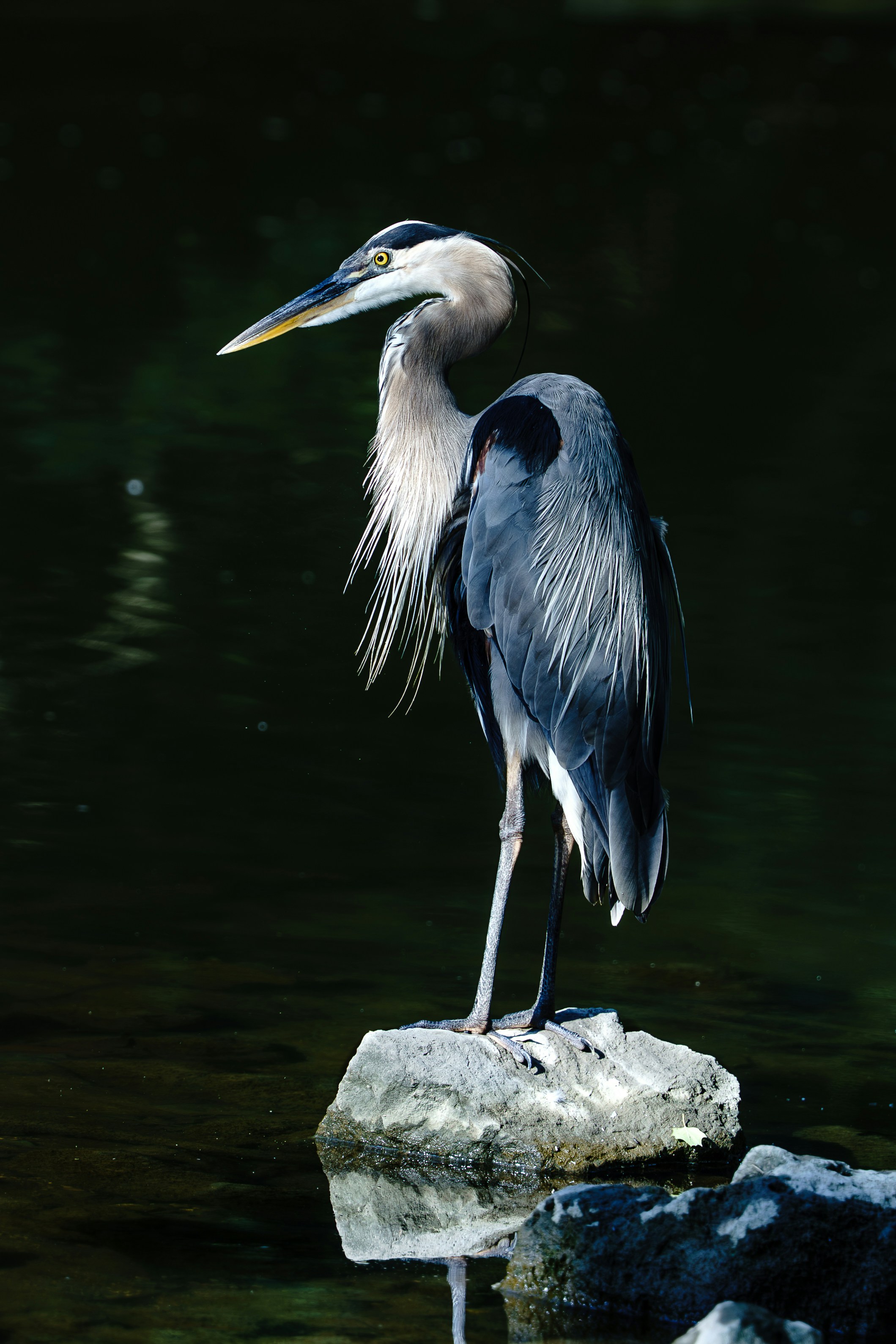 Grace on a River Rock: A Grey Heron Stands Tall