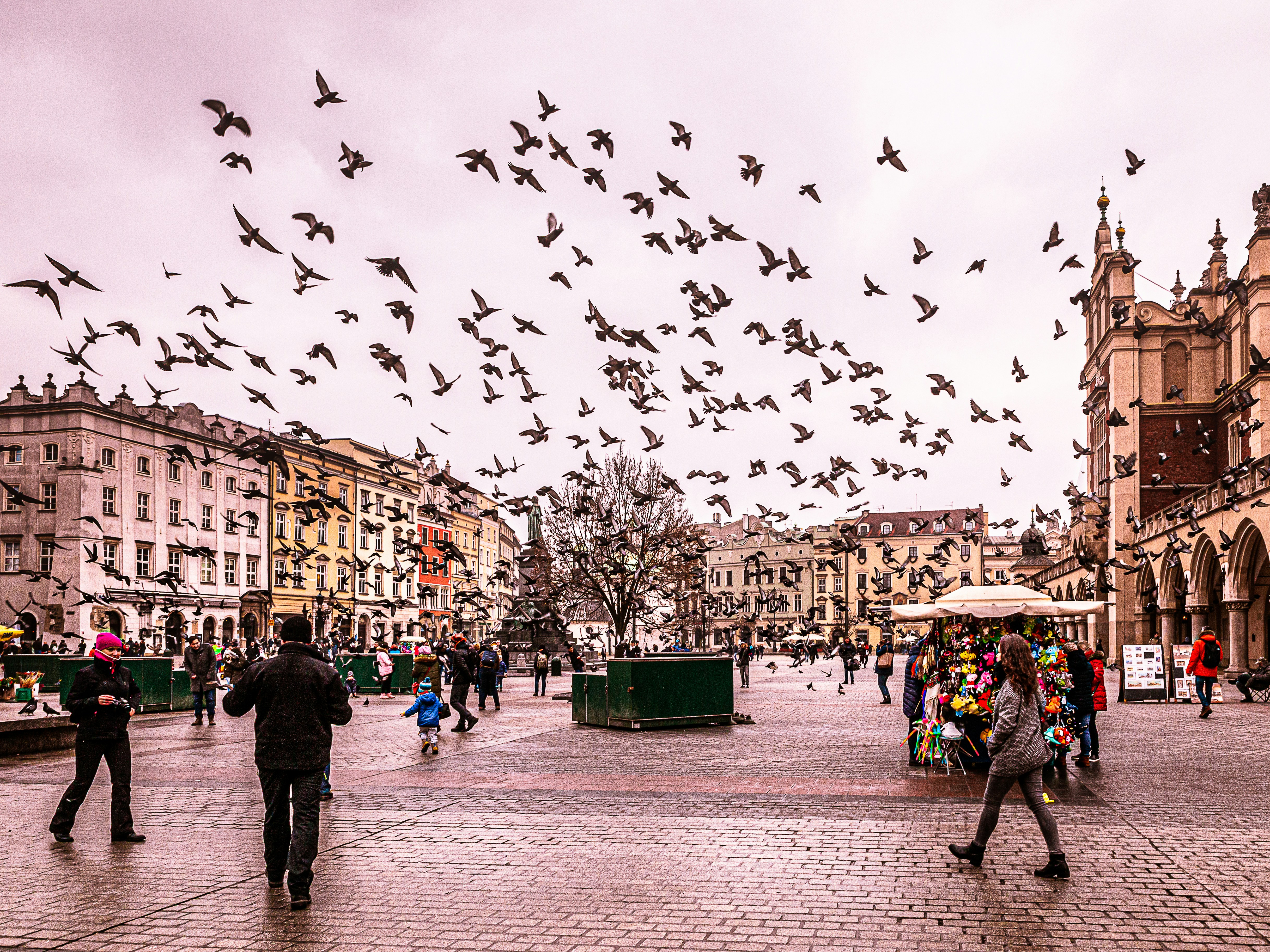 City Square in Flight: A Flock over Arch-Warmed Cobblestones