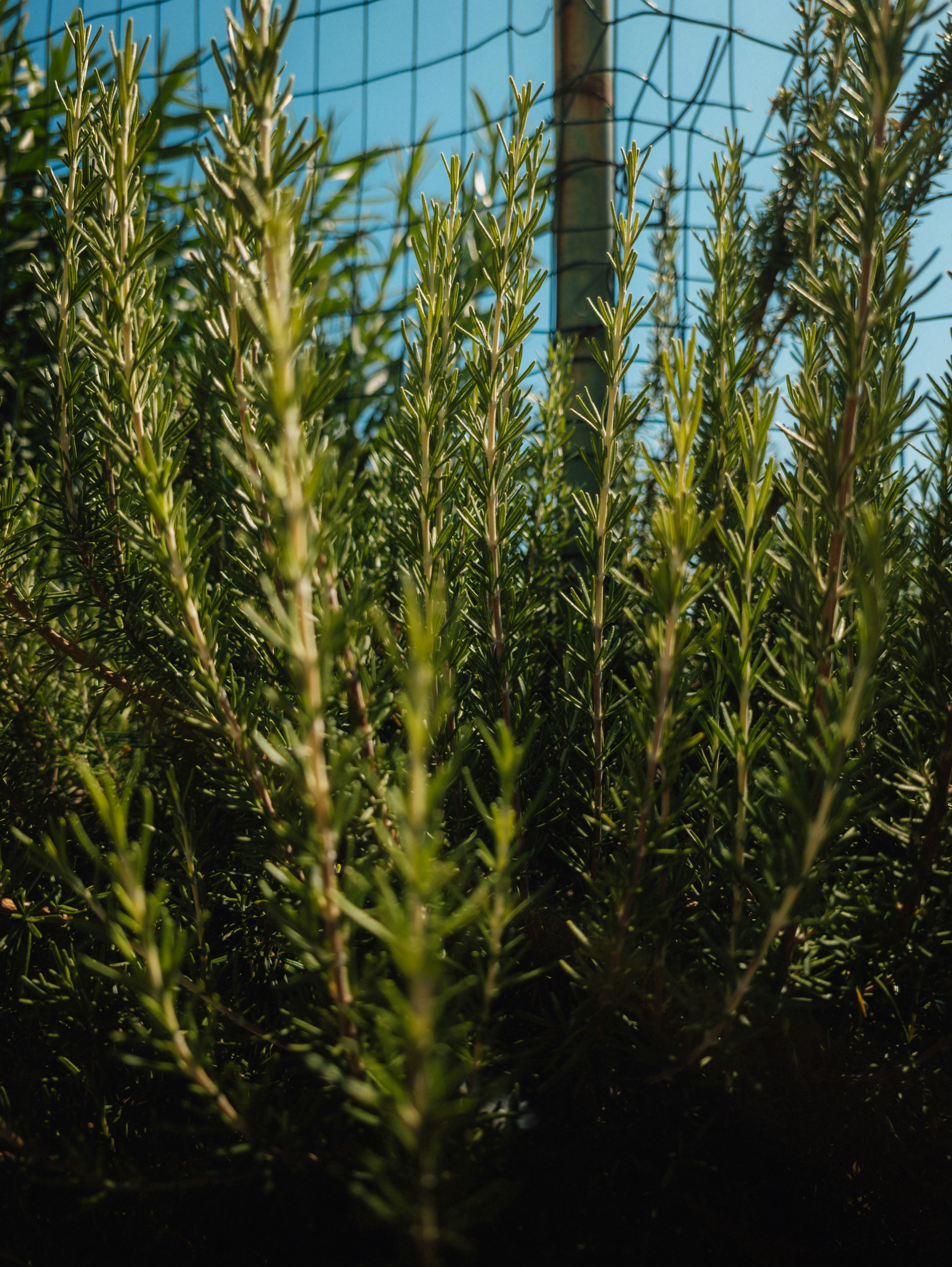 Sunlit sage: a dense stand reaching toward the blue sky