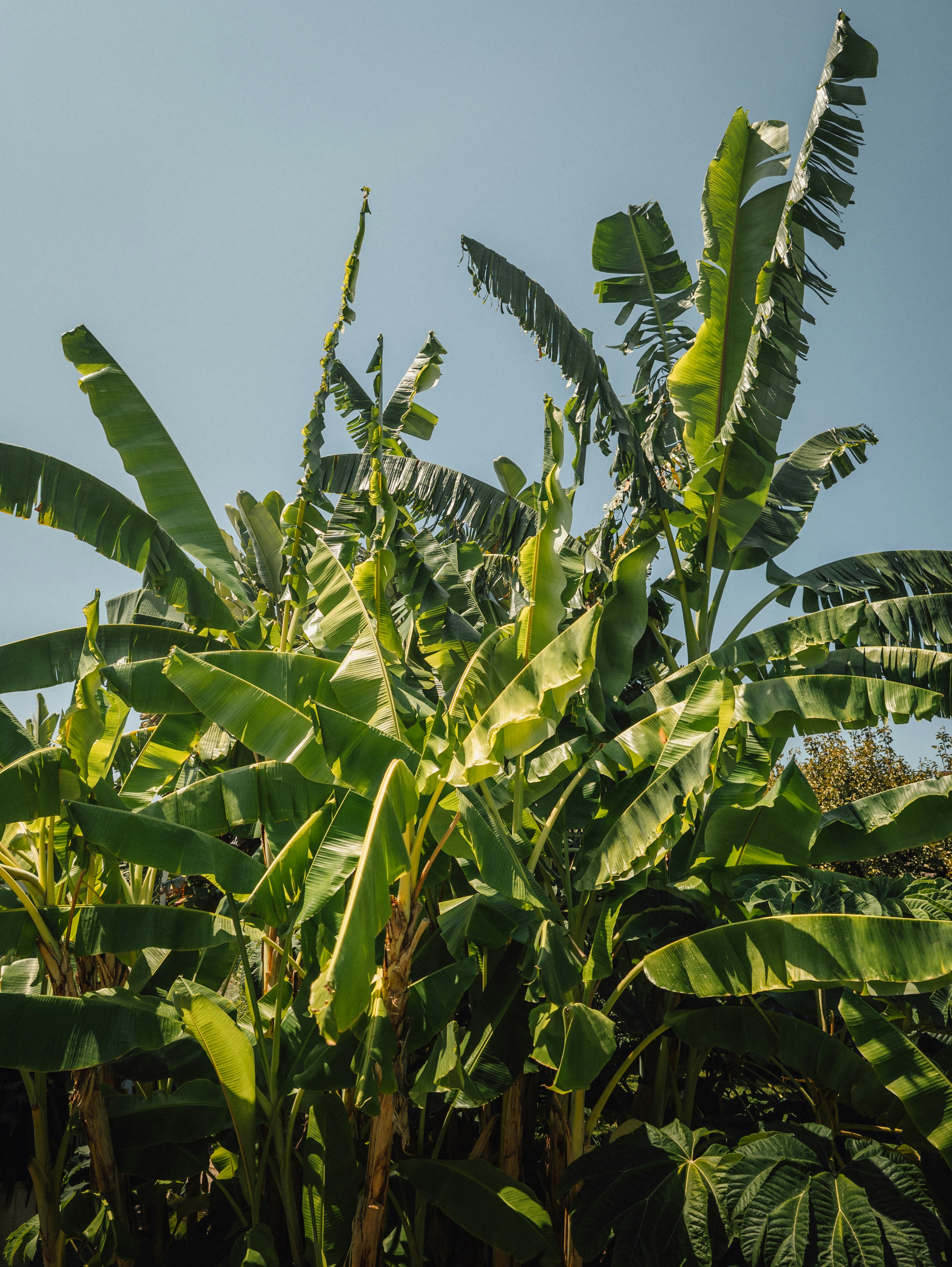 Banana Grove Under a Clear Sky