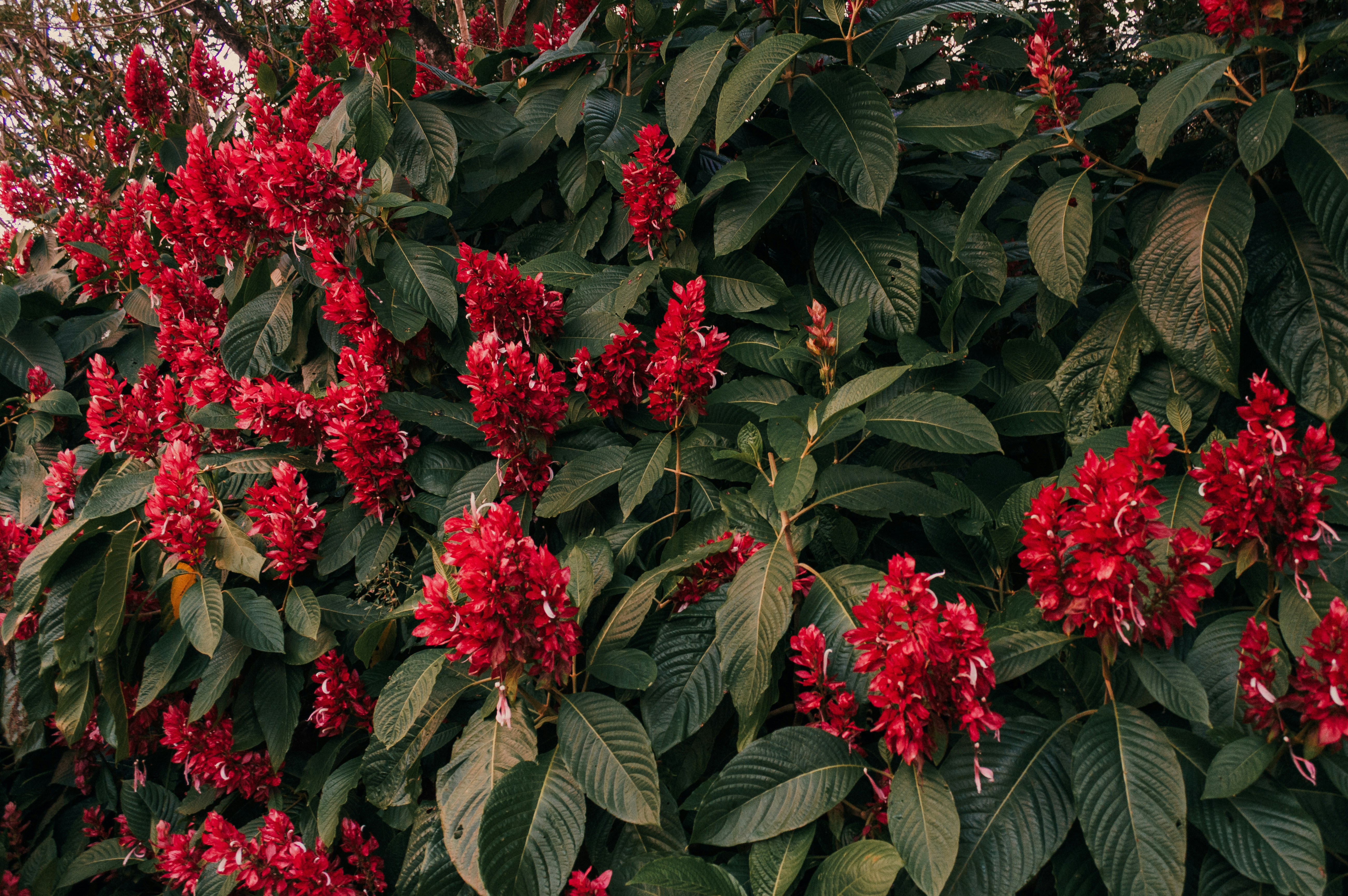 Scarlet Crescents: Red Flower Clusters Amid Dense Foliage