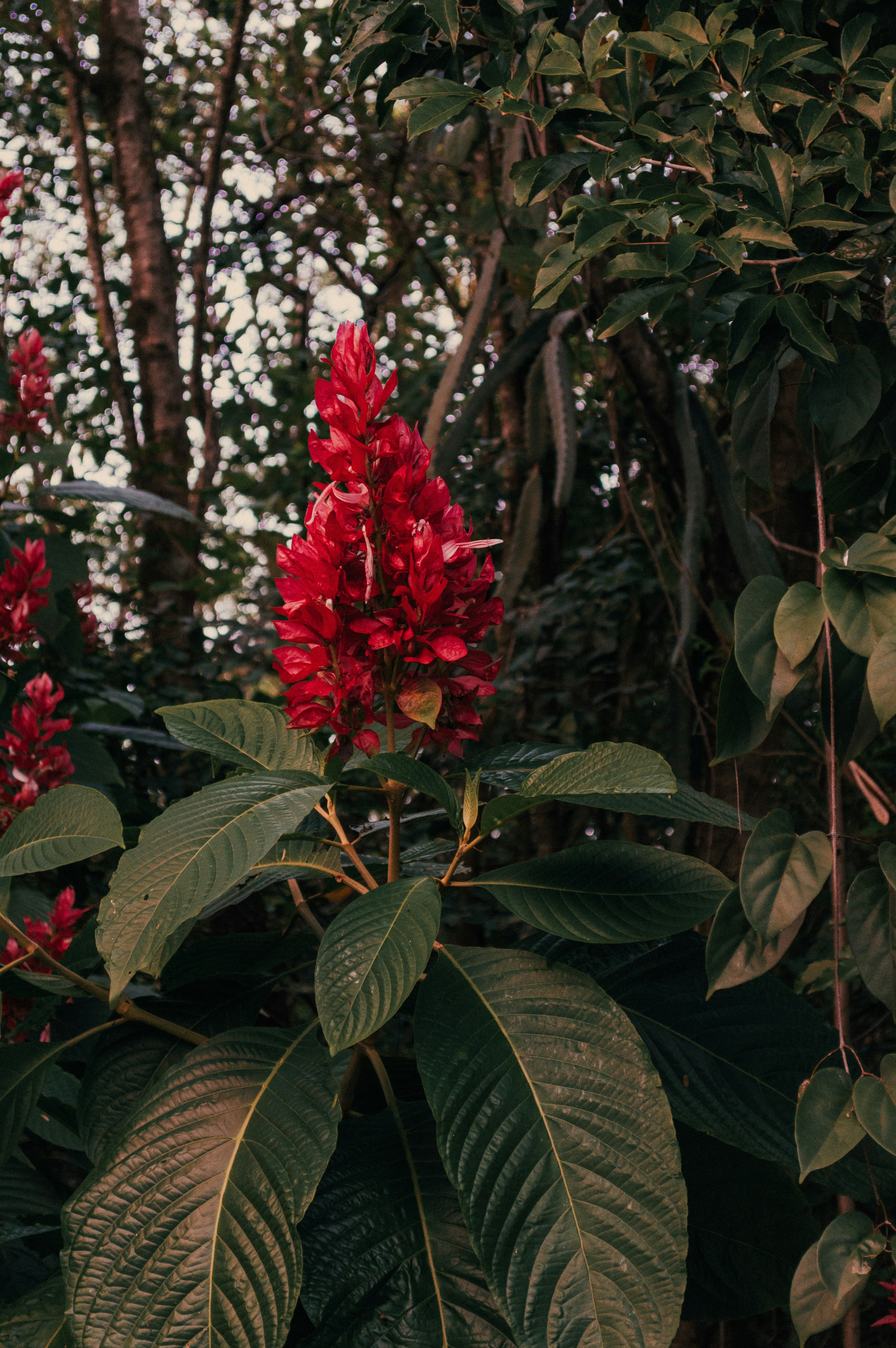 Crimson Torch against Green Canopy