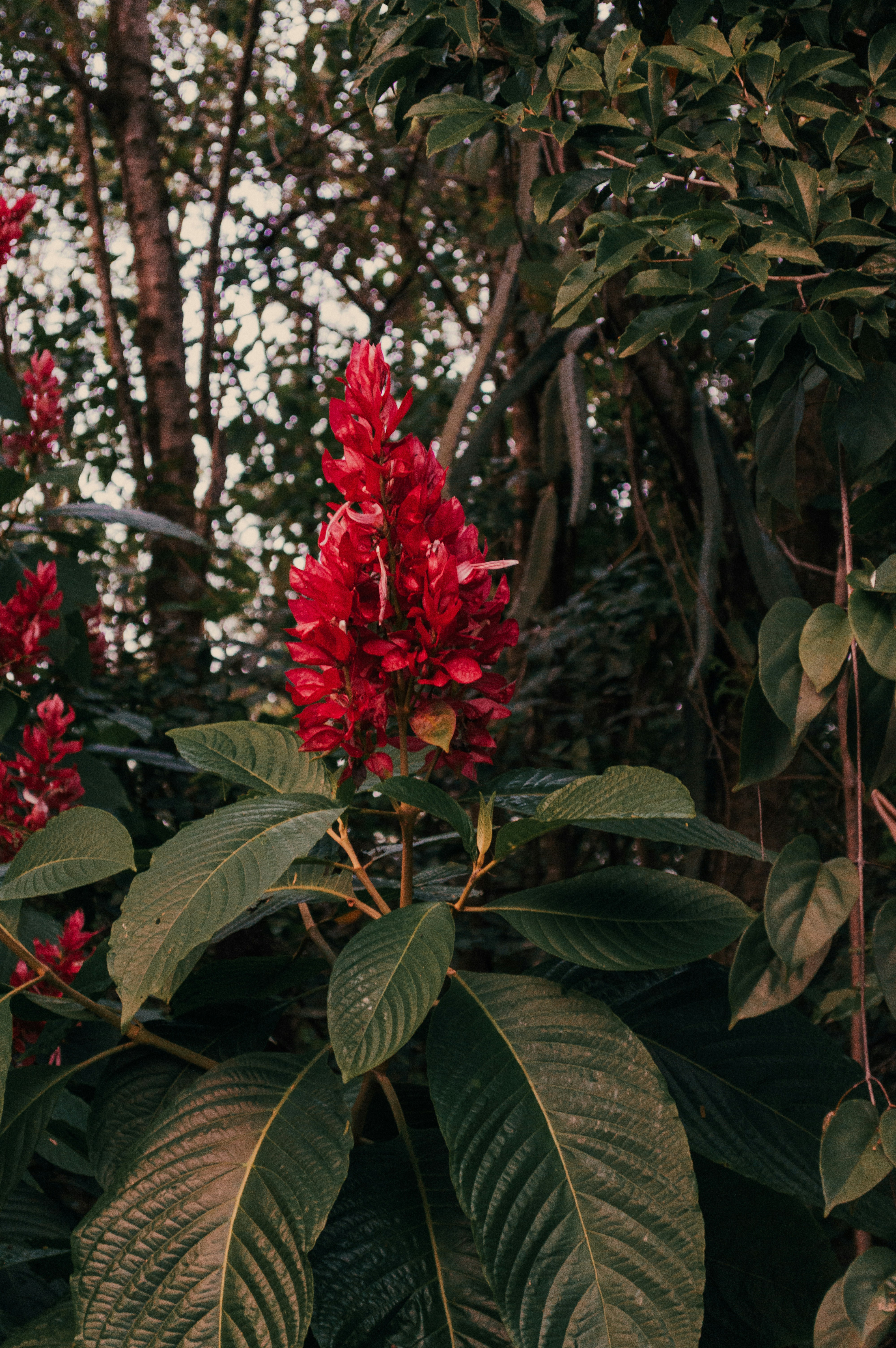 Red Spike among Dark Leaves: A Close-Up of Crimson Innocence