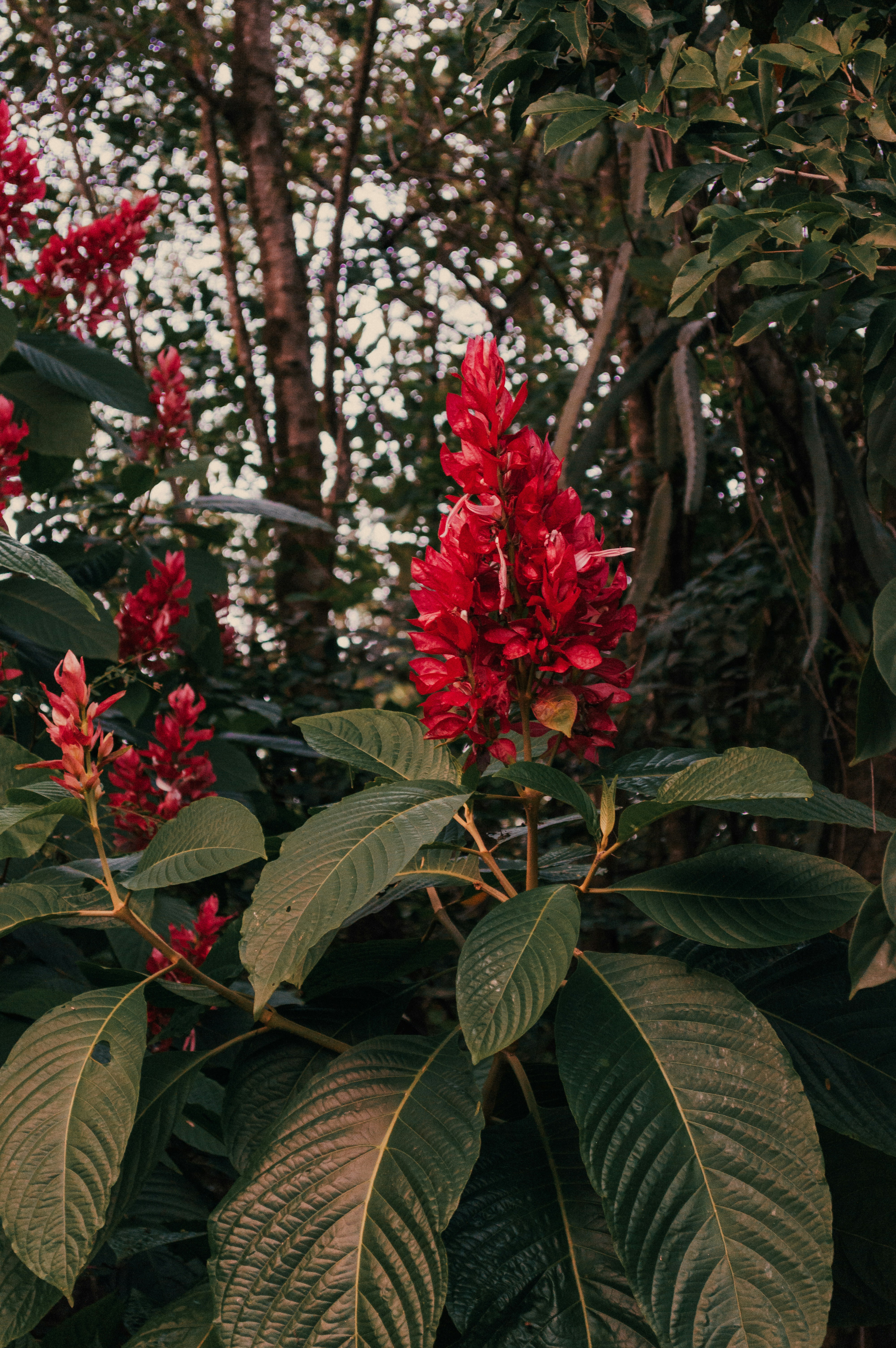 Crimson Spike: Red Flower Heads Among Dense Foliage