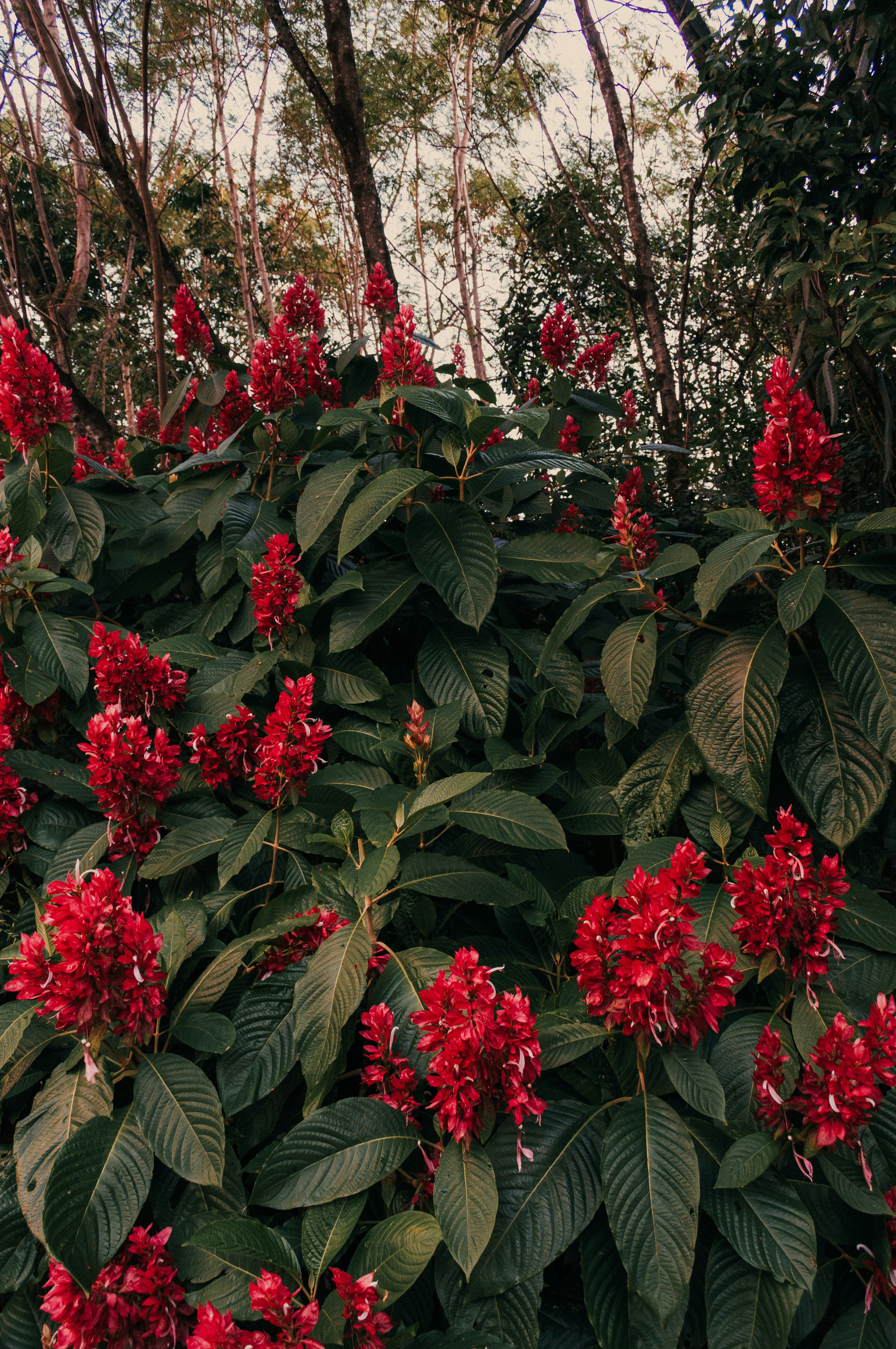 Crimson Cathedrals: A Sea of Red Buds Rising Above Deep Green Leaves