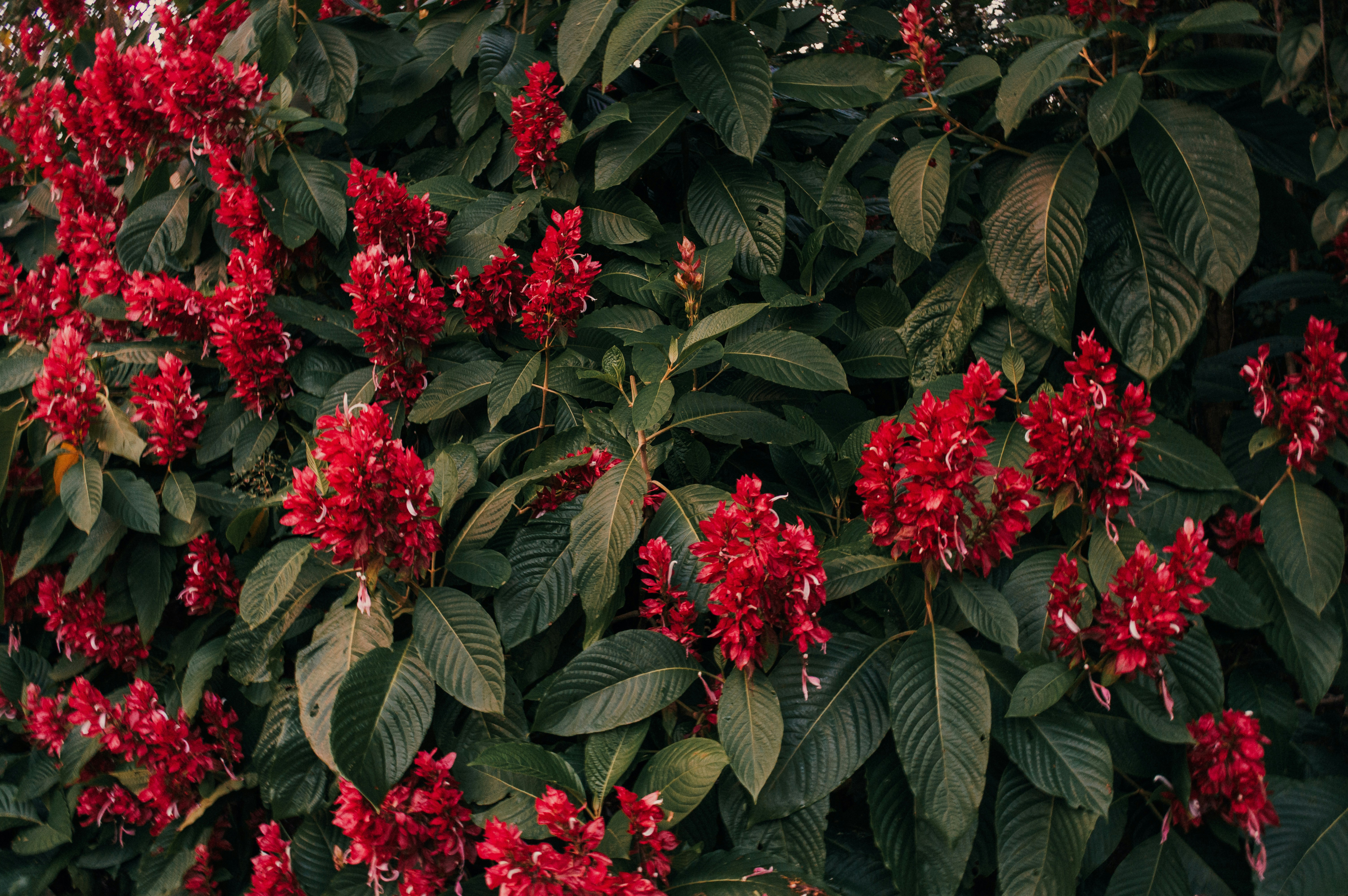 Crimson Bloom Gloom: A Sea of Red Spires