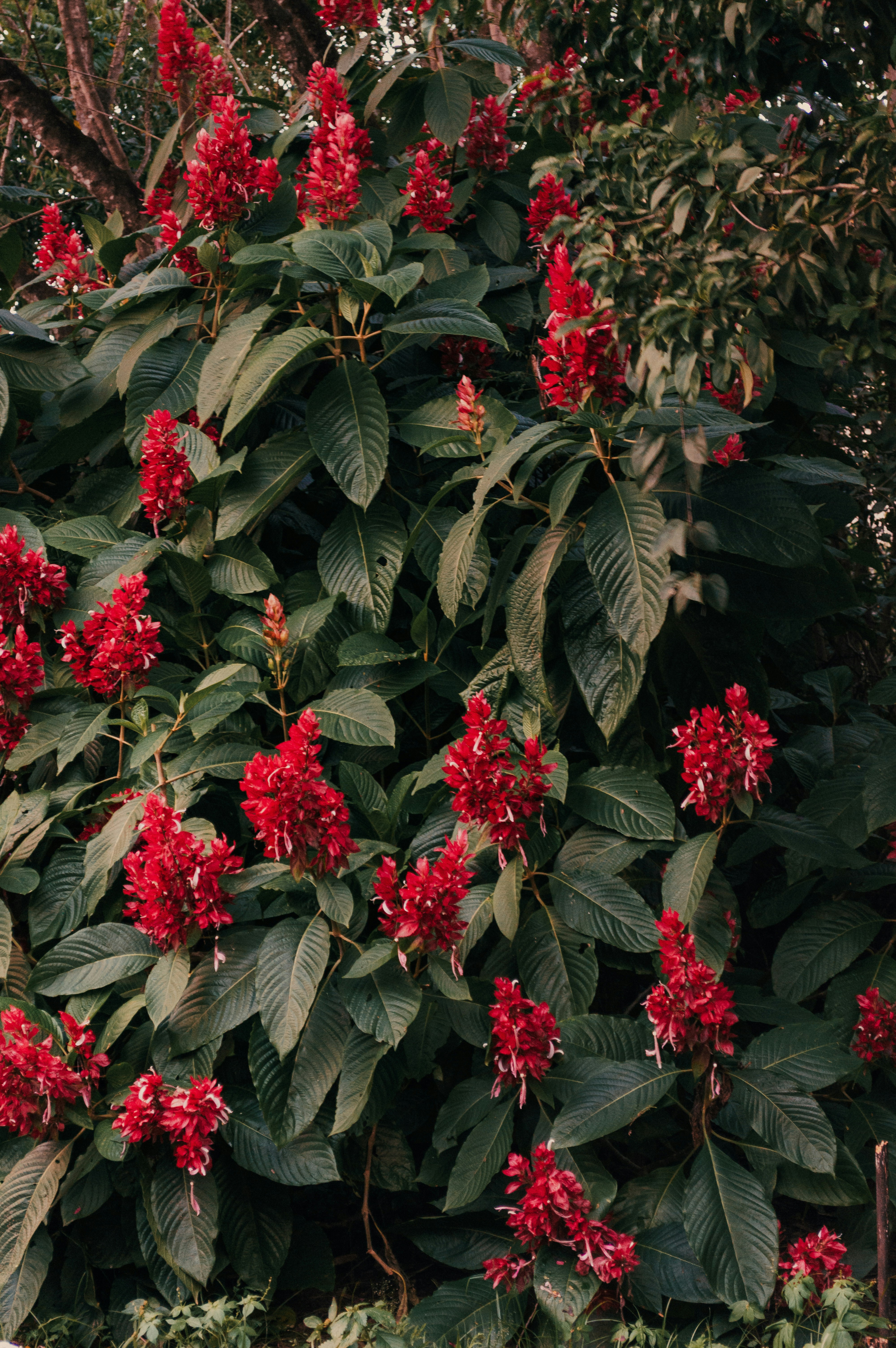 Crimson Spike Amid Deep Green: A Clump of Red Celosia Blossoms