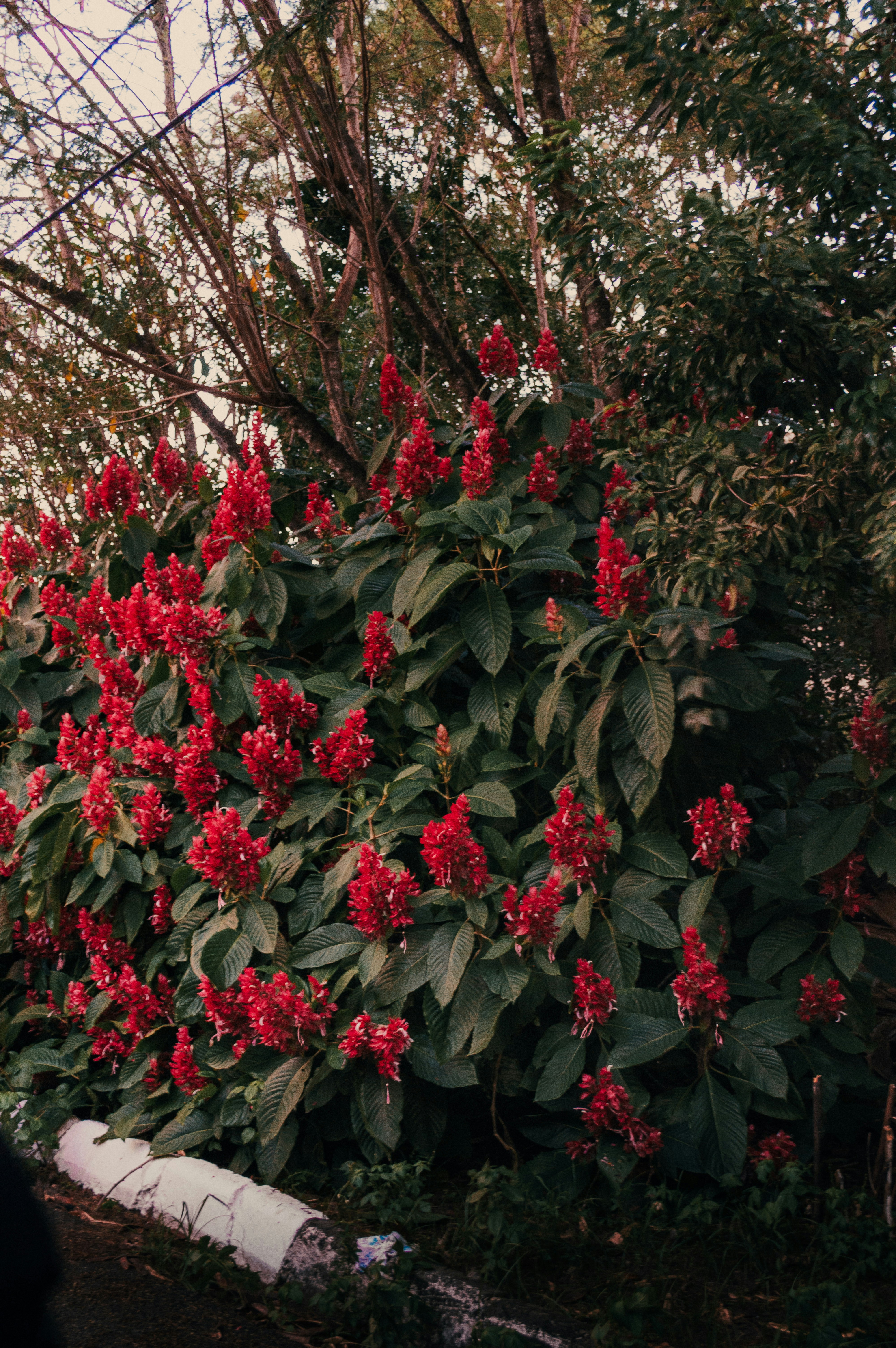Red Inflorescences in a Dense Hedge: A Quiet Garden Portrait