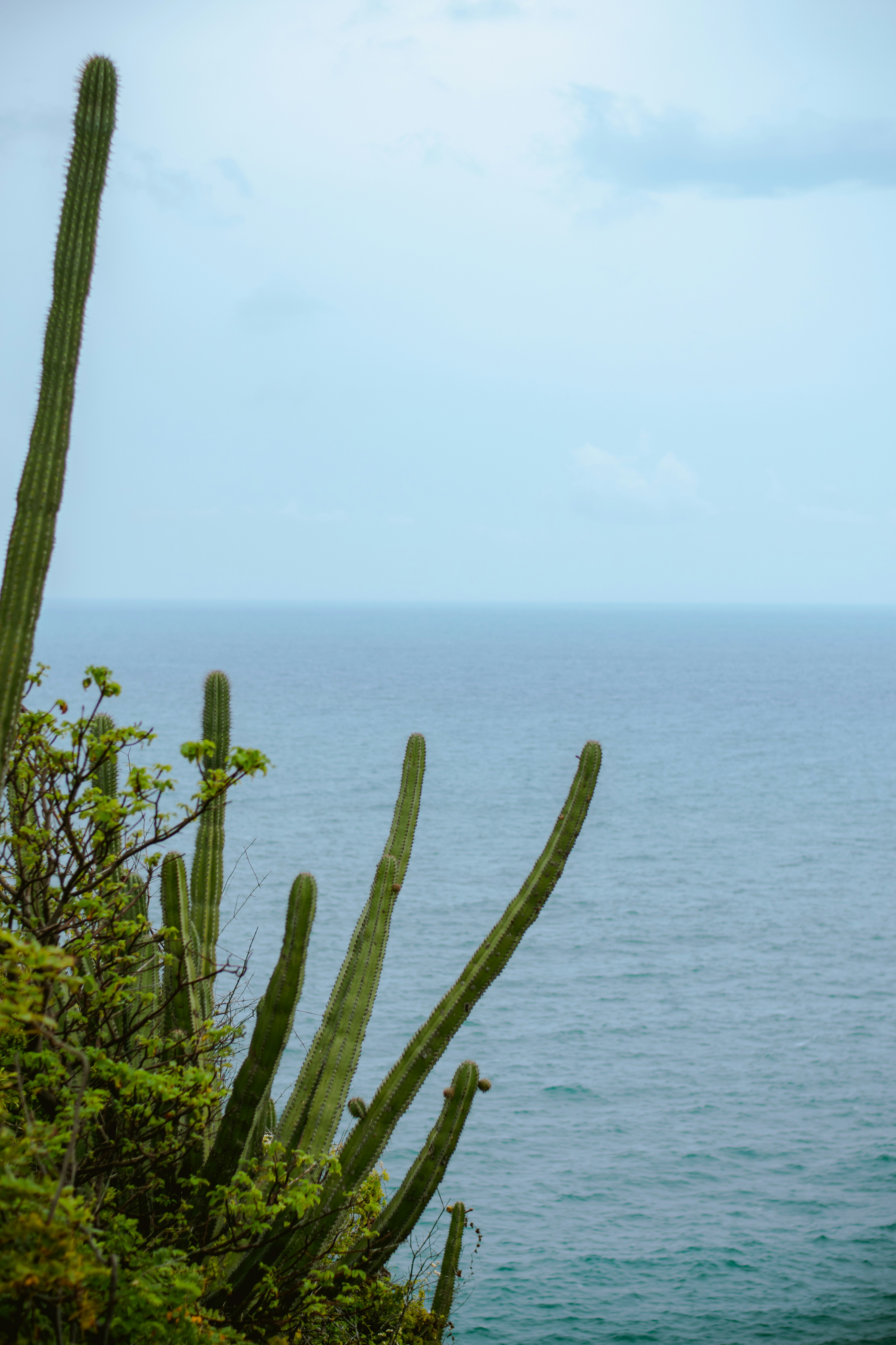 Tall cacti and green foliage overlook the vast ocean
