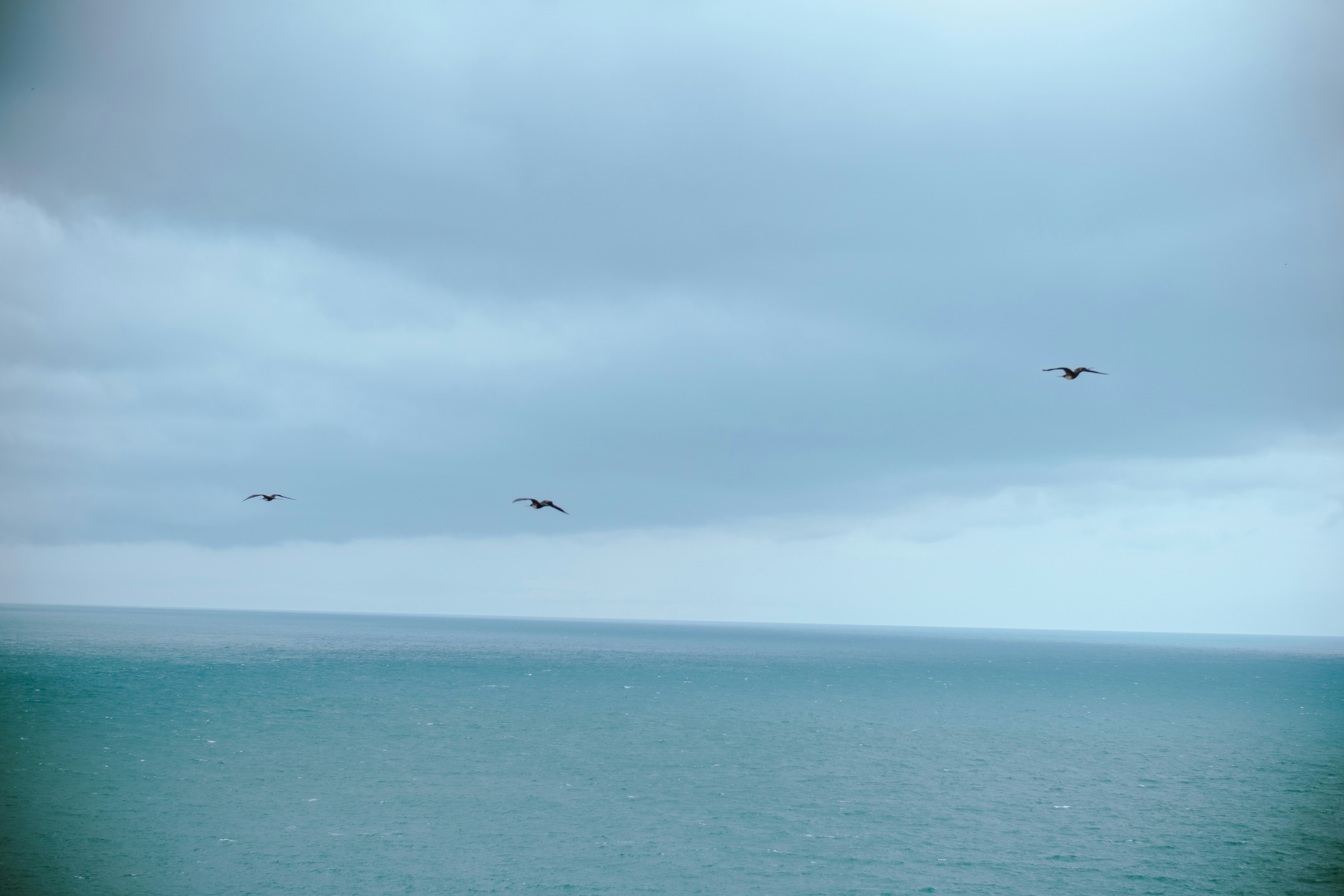 Three Seabirds Across a Quiet Horizon