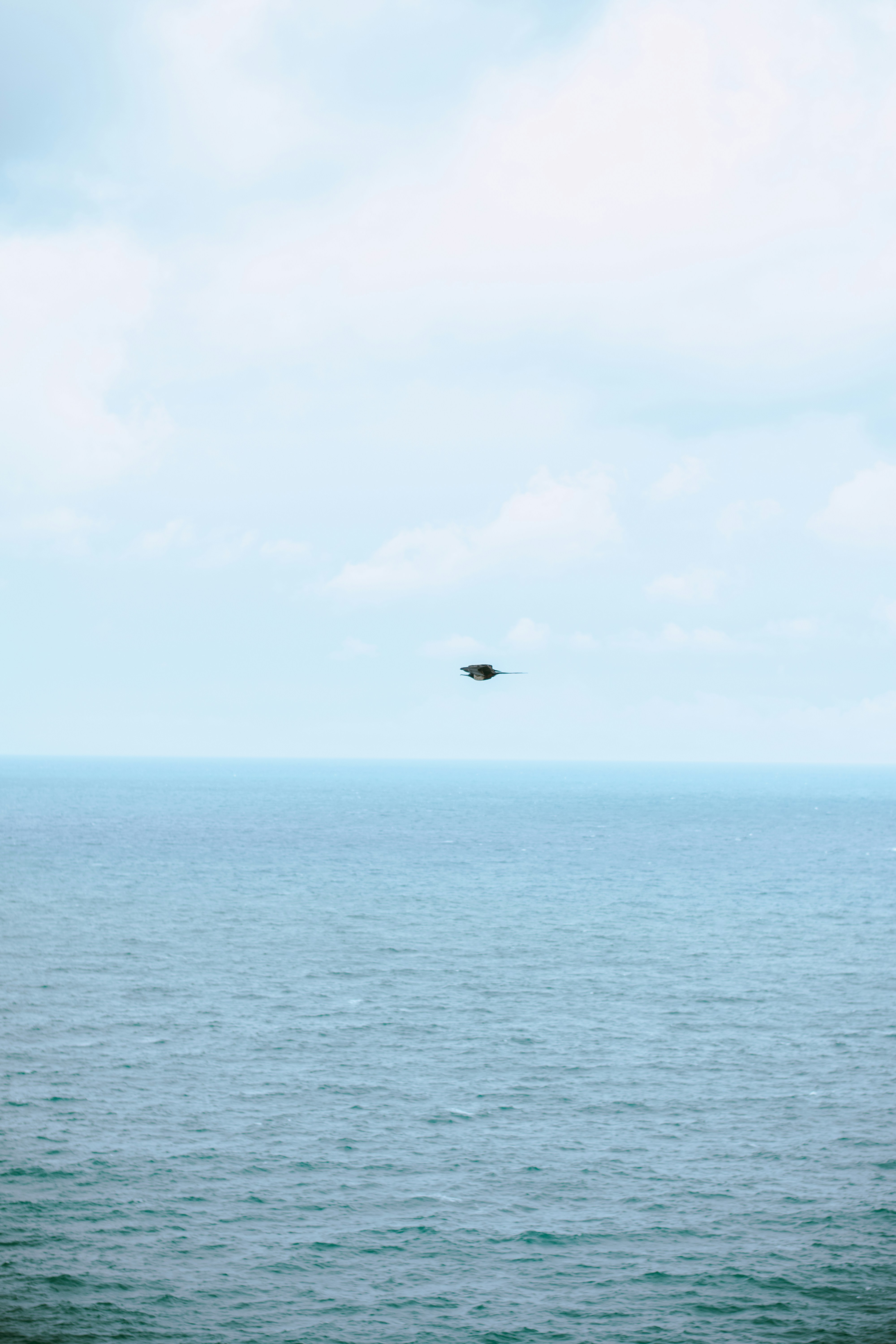 A lone seabird glides over a tranquil horizon