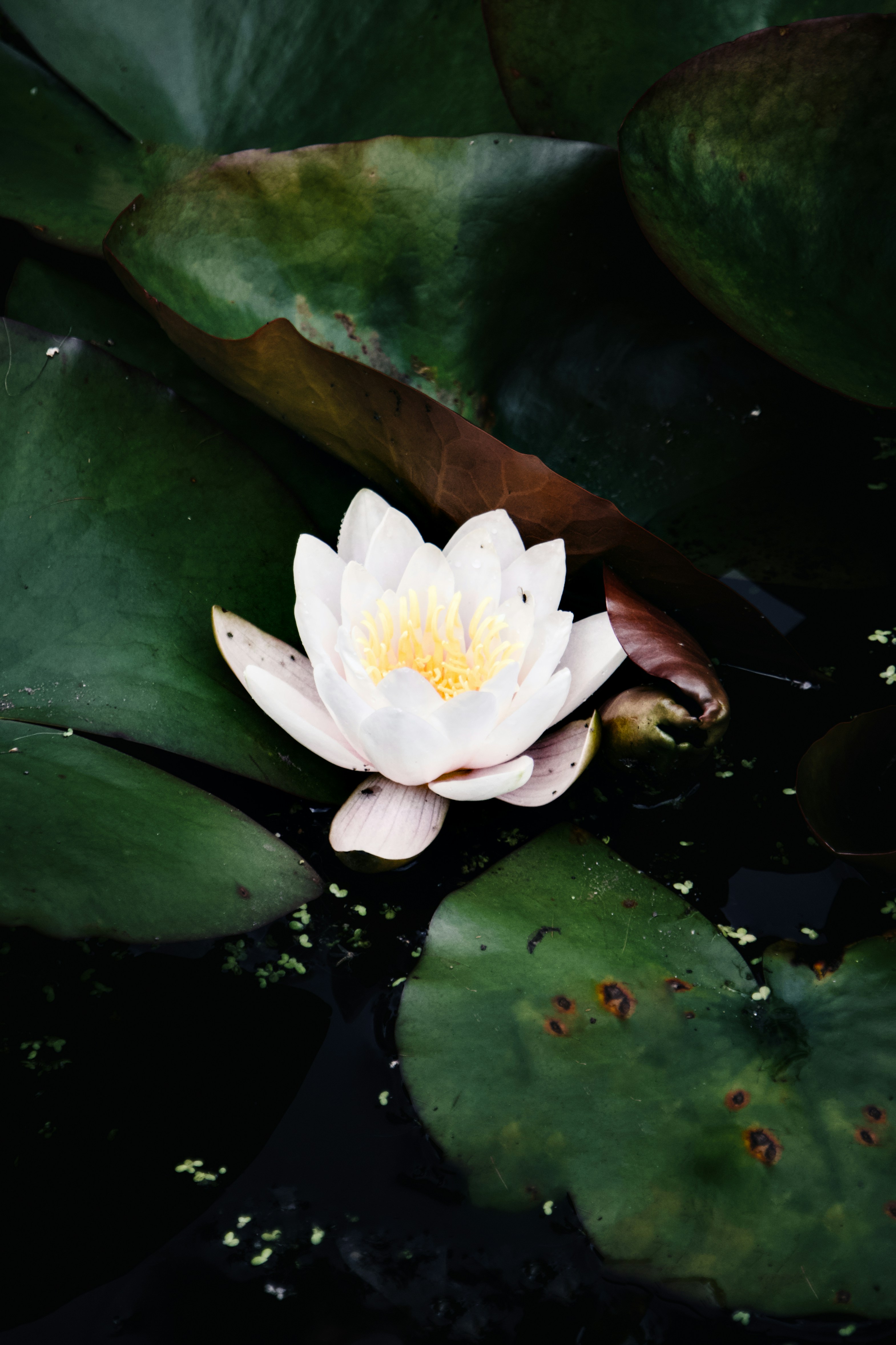 A pristine white water lily rests on dark pond foliage, centered among broad green lily pads with subtle ripples in the water.
