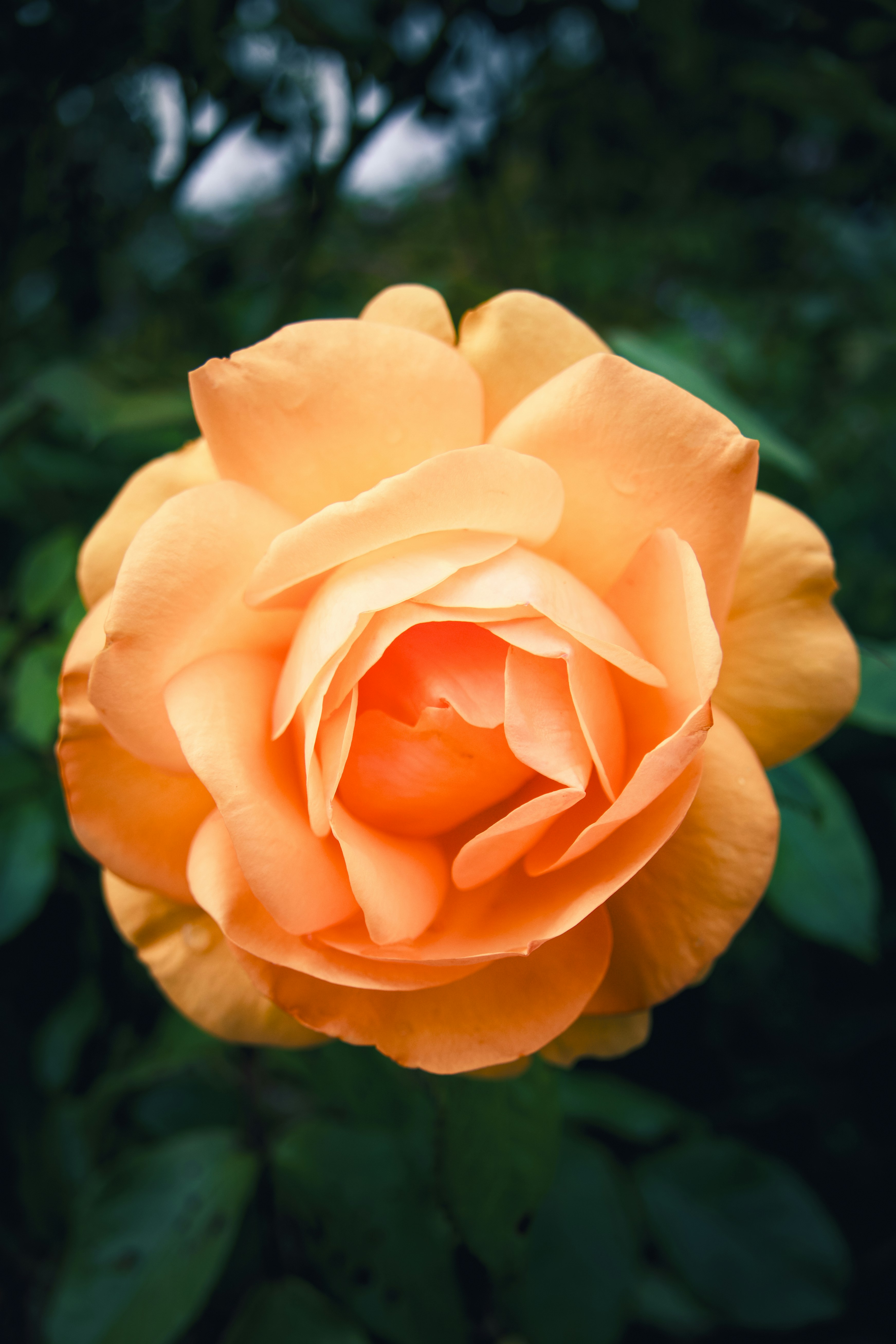 Orange Rose in Soft Focus Greenery