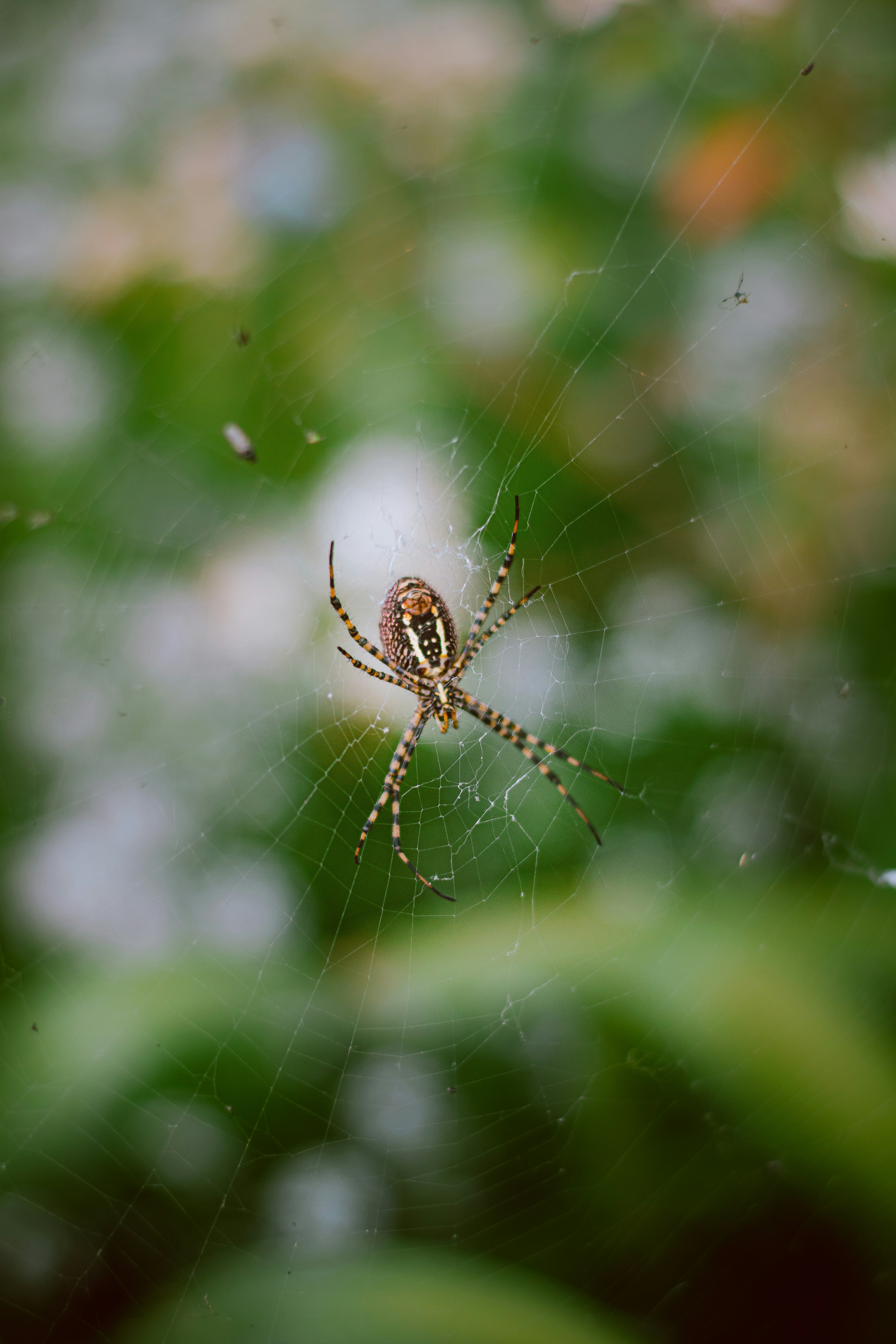 Orb-weaver in the Web: Center Stage