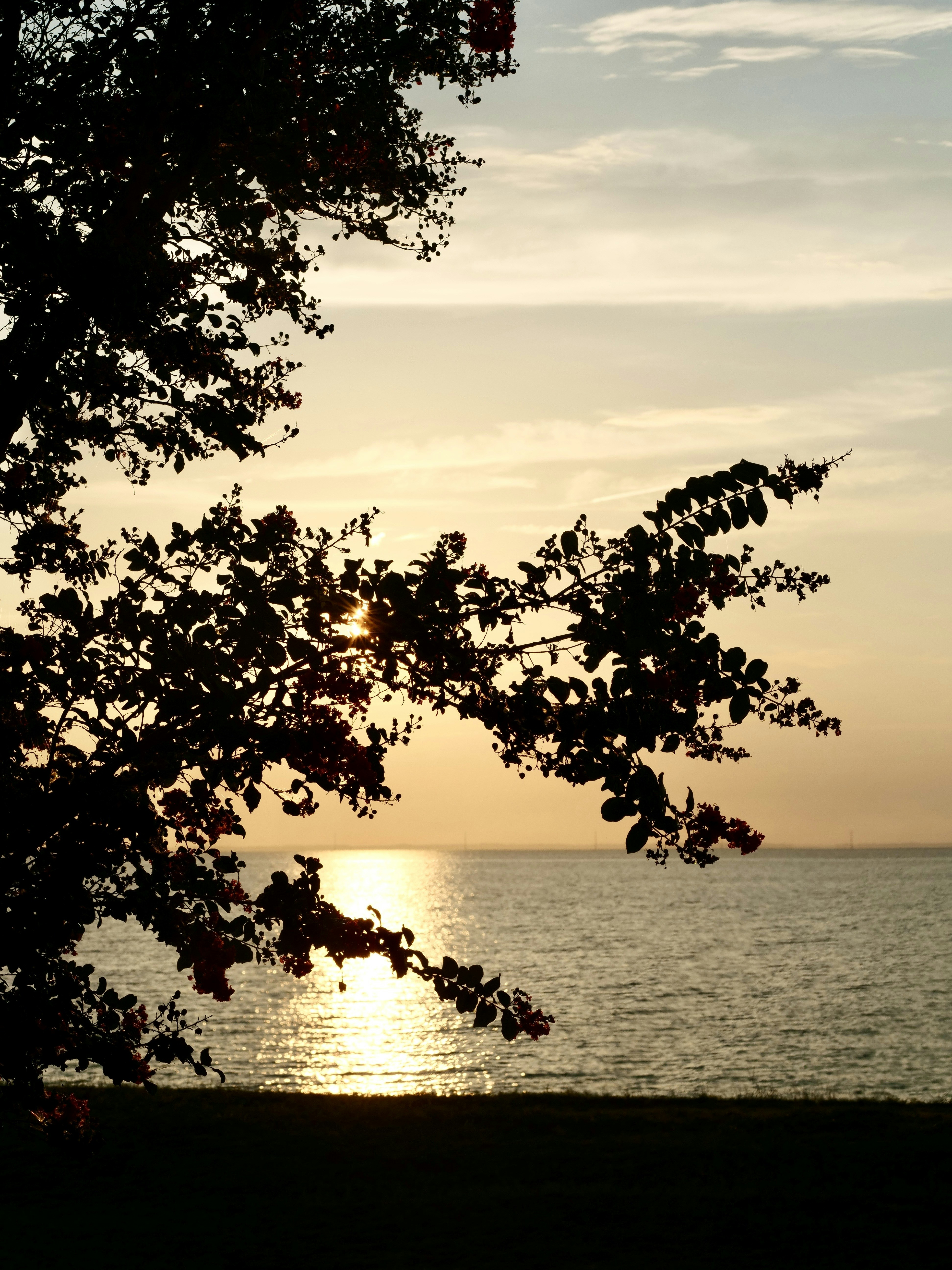 Sunlit Silhouette: Branches Frame a Quiet Horizon