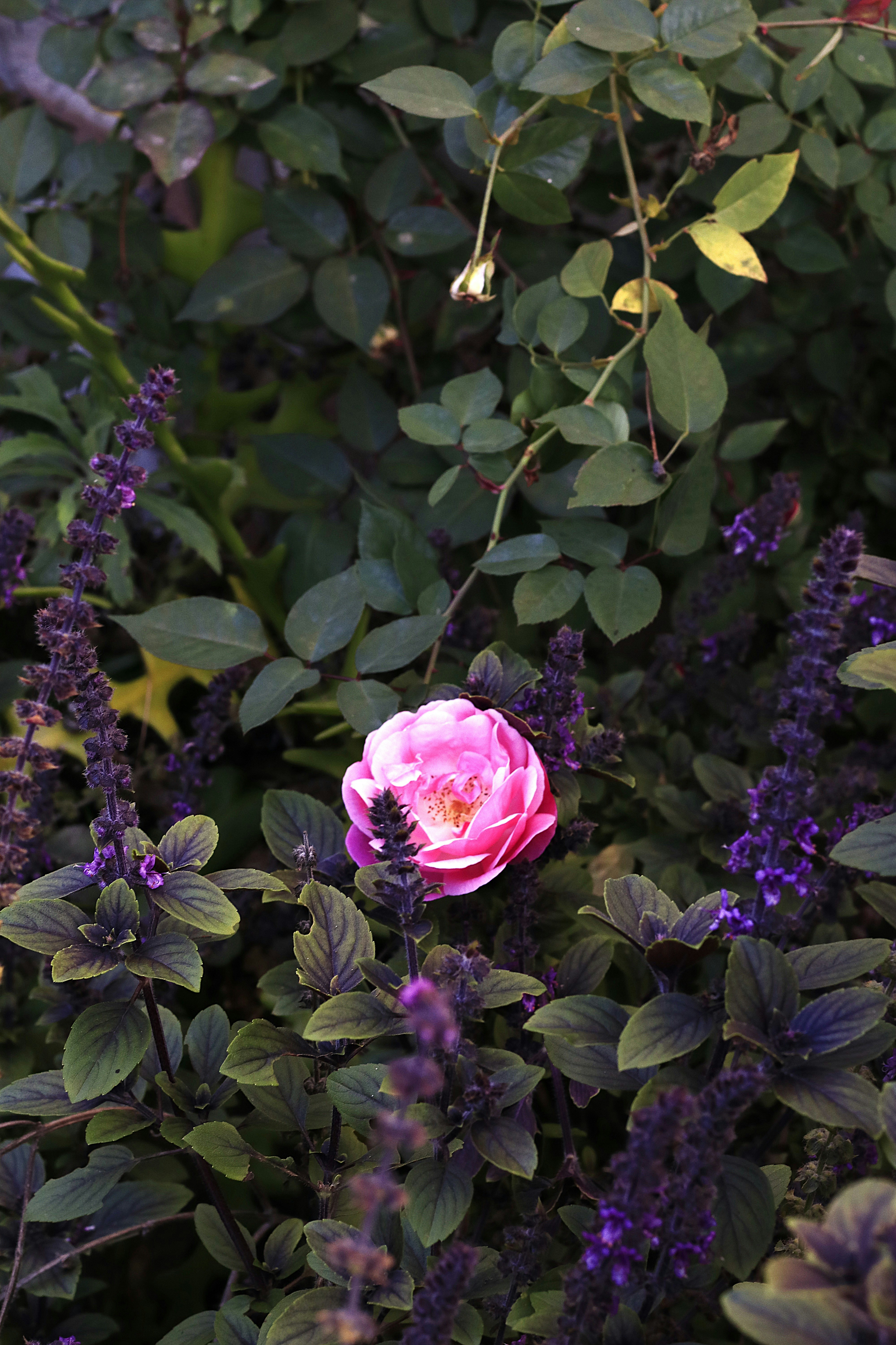 Pink Rosette in a Quiet Lavender Bed