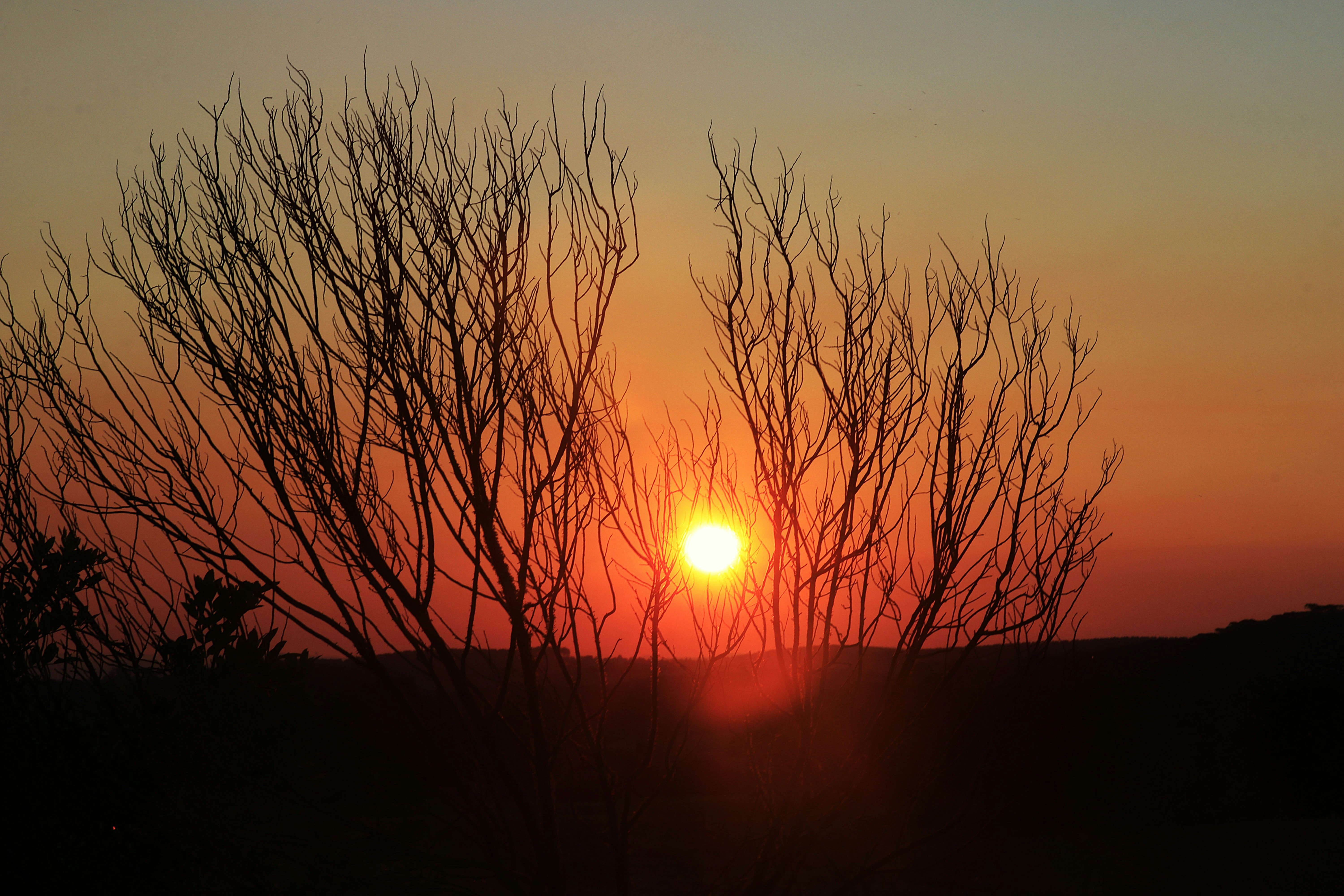 Setting Sun Behind Silhouetted Branches on a Quiet Horizon