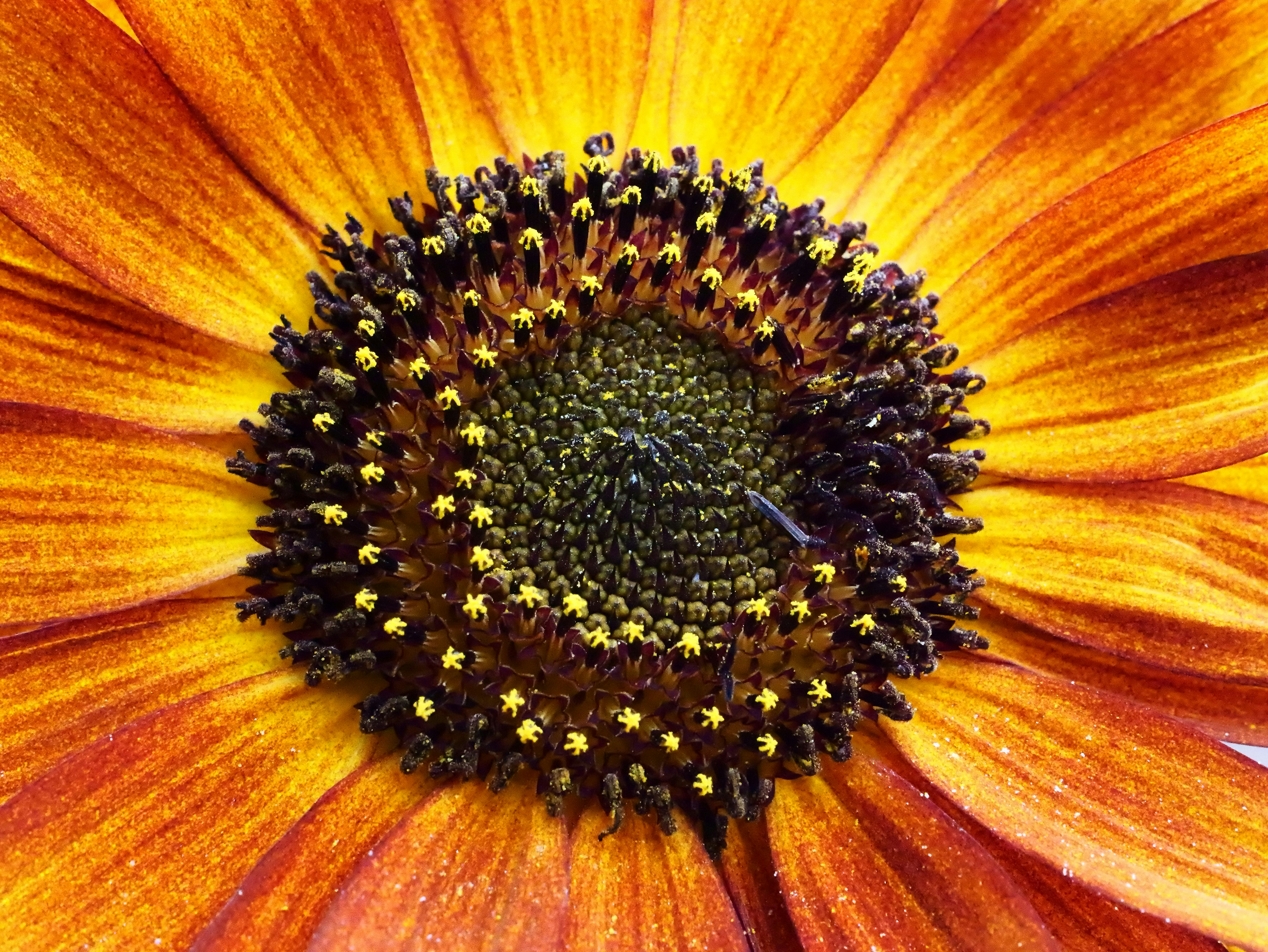 Solar Burst: A Macro Portrait of a Radiant Orange Daisy Center