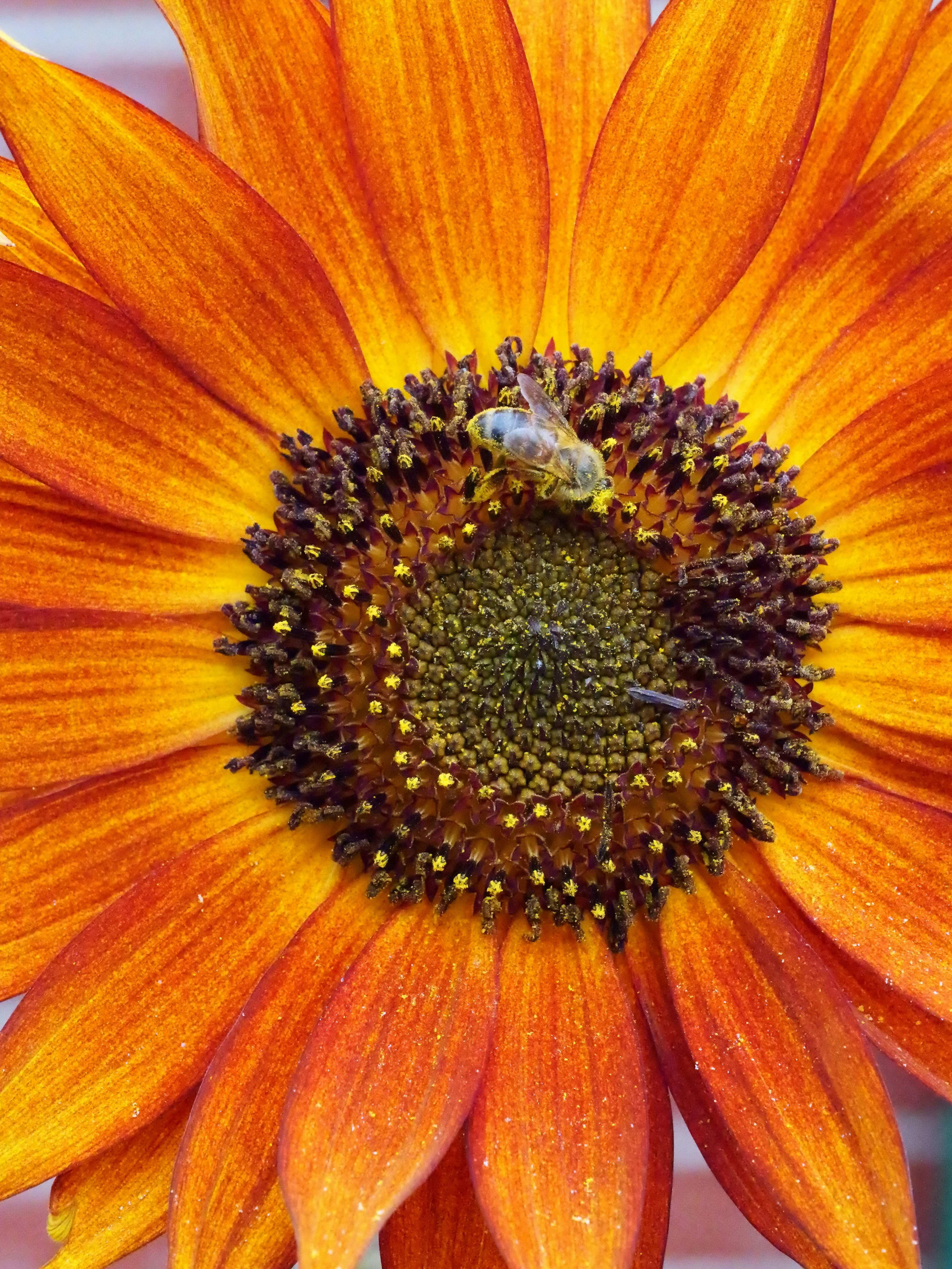 Macro shot of a vibrant orange sunflower center with a bee briefly perched on the disk florets; a shallow depth reveals texture and pollen on petals.