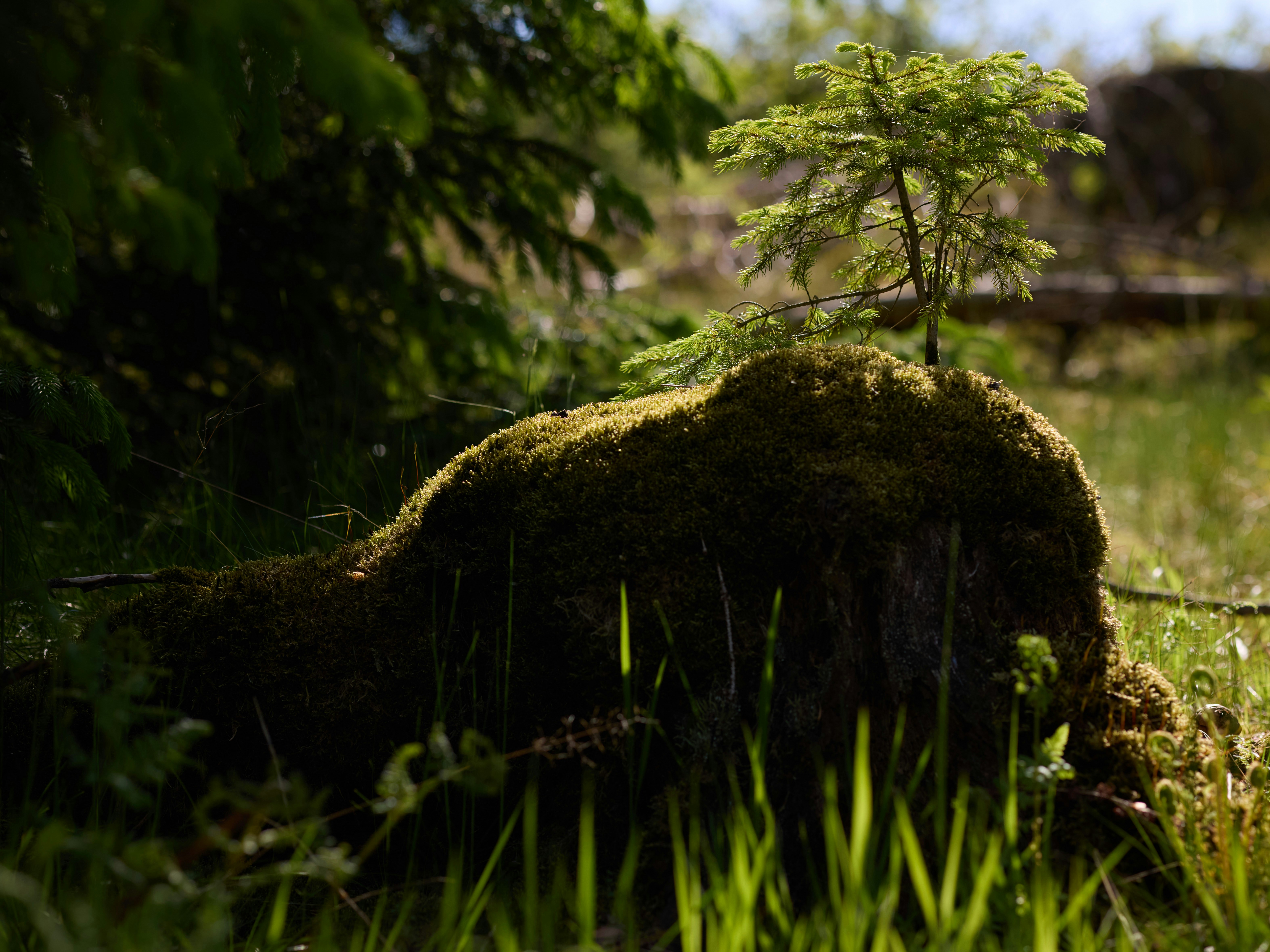 A mossy ridge with a lone sapling reclaiming light