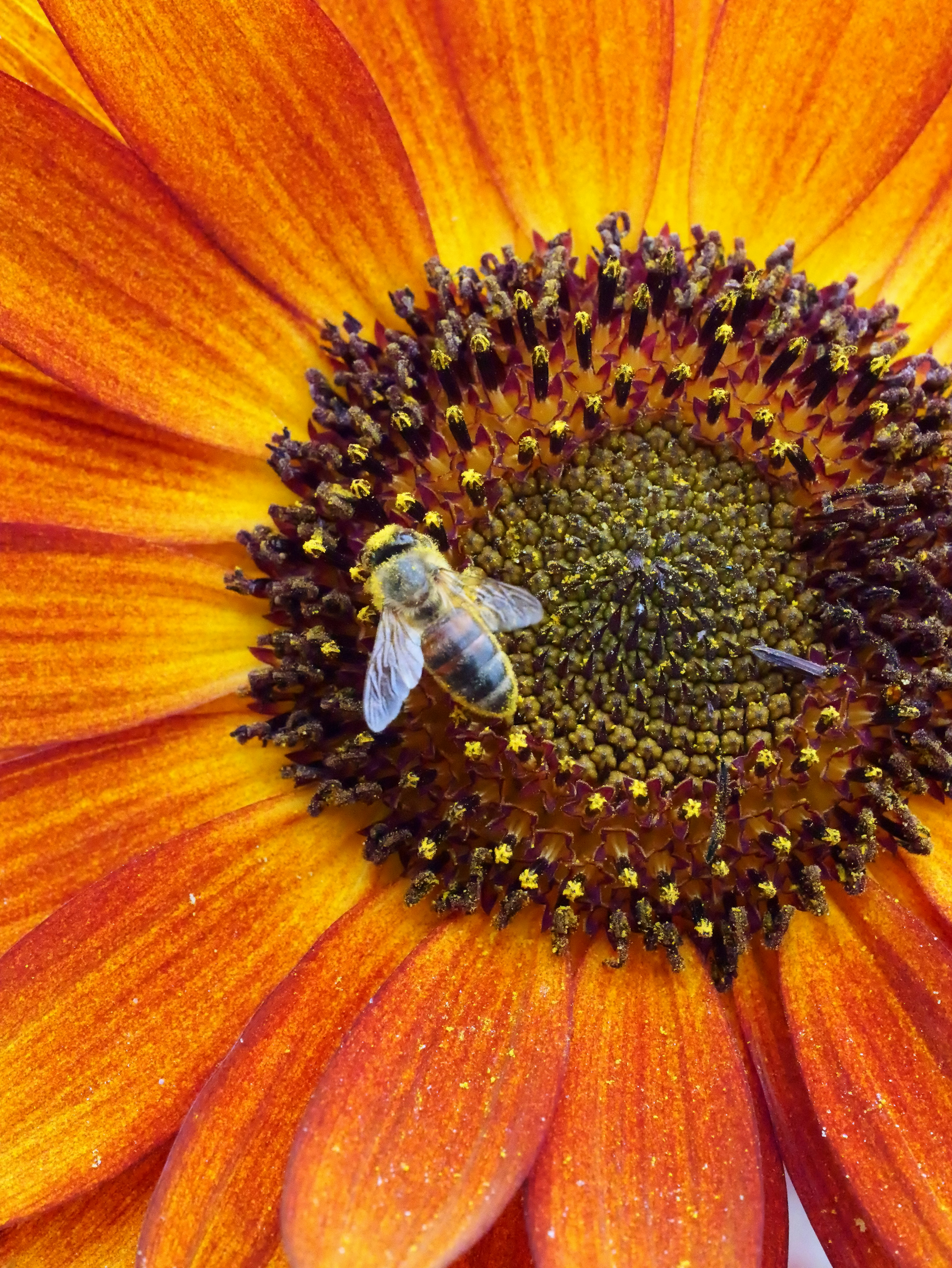 Honeybee on a Sunburst Center: Macro Portrait of Pollination