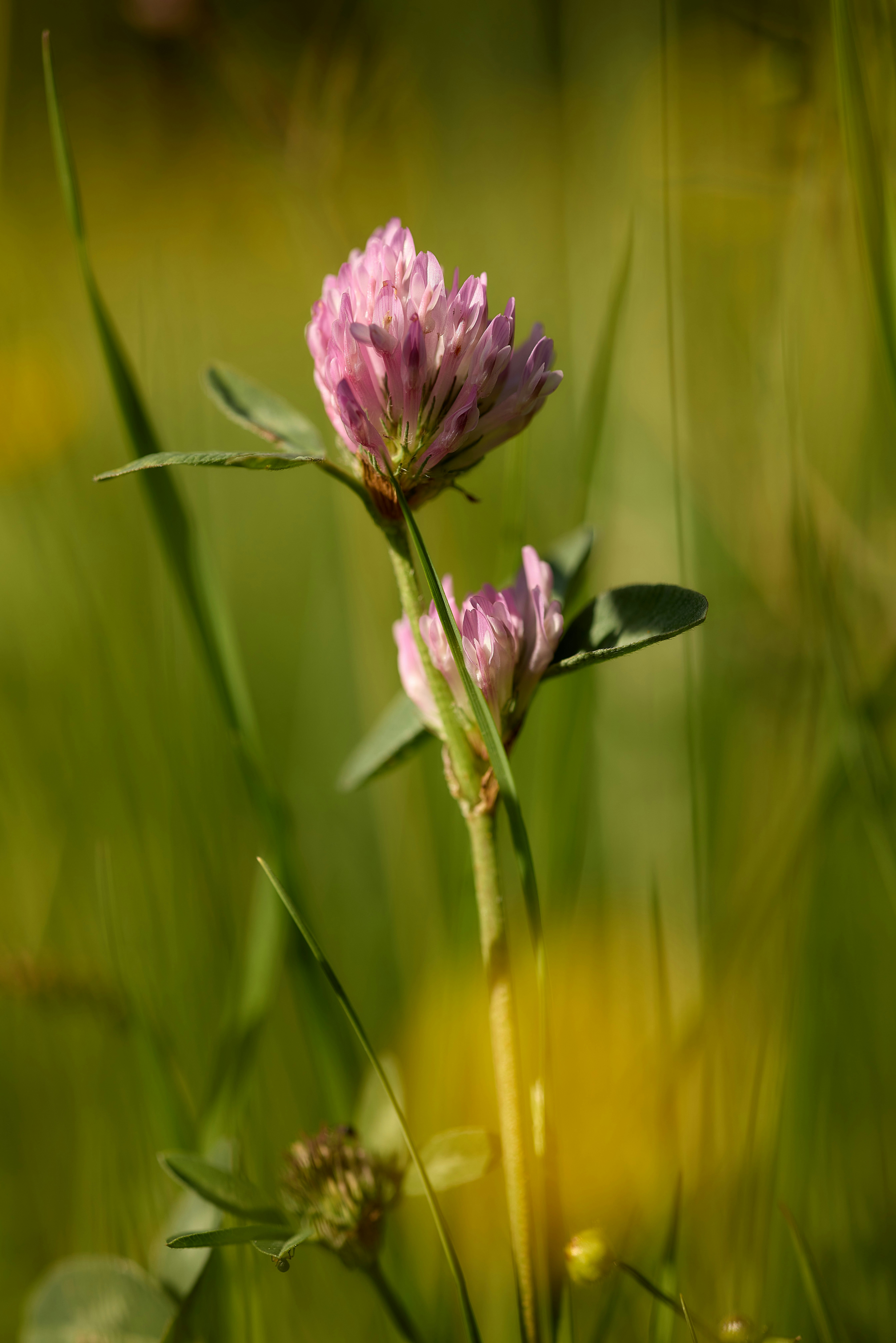 Clover