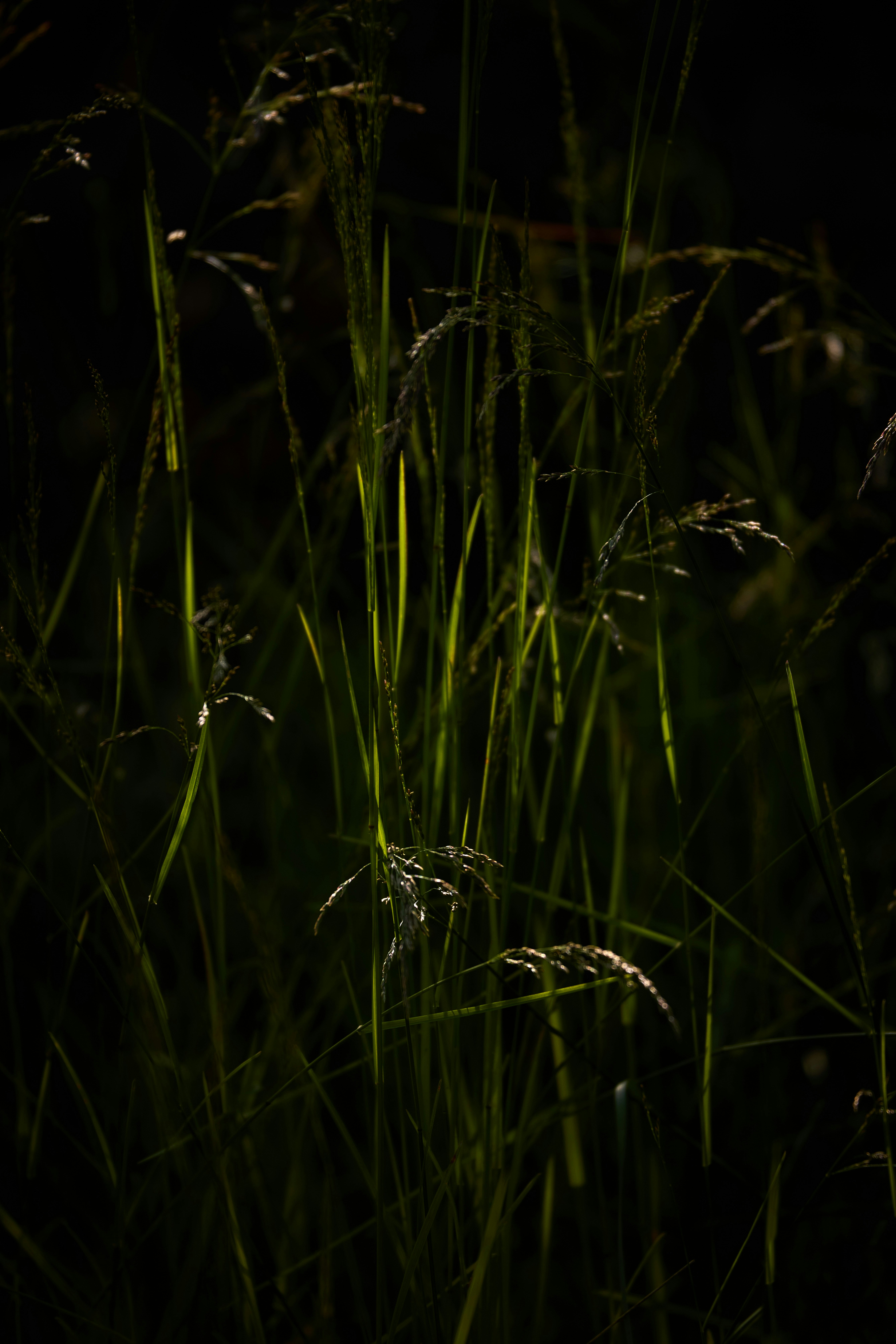 Golden Grass Echoes in a Narrow Field