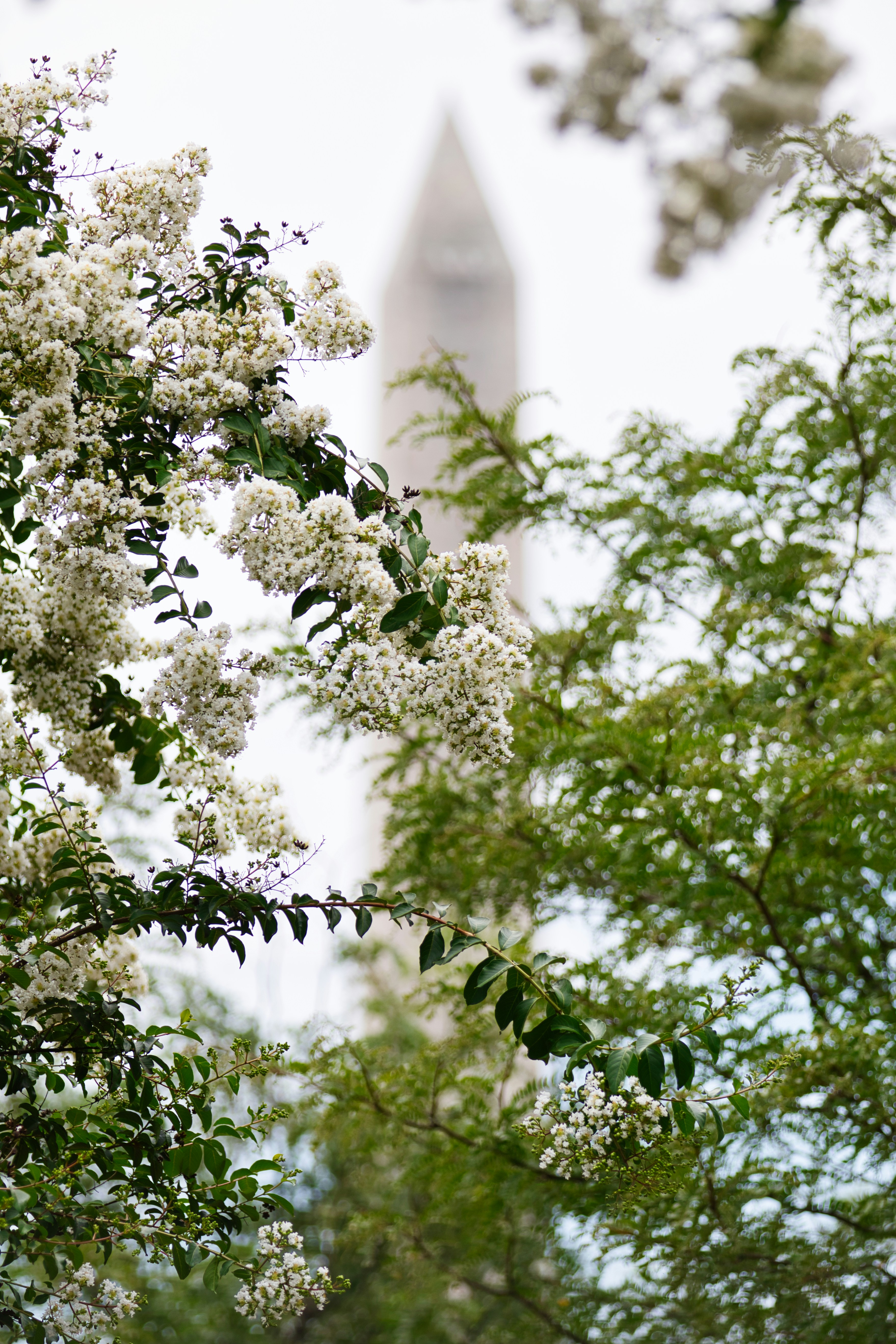 White lilac blossoms frame a distant obelisk in soft spring light