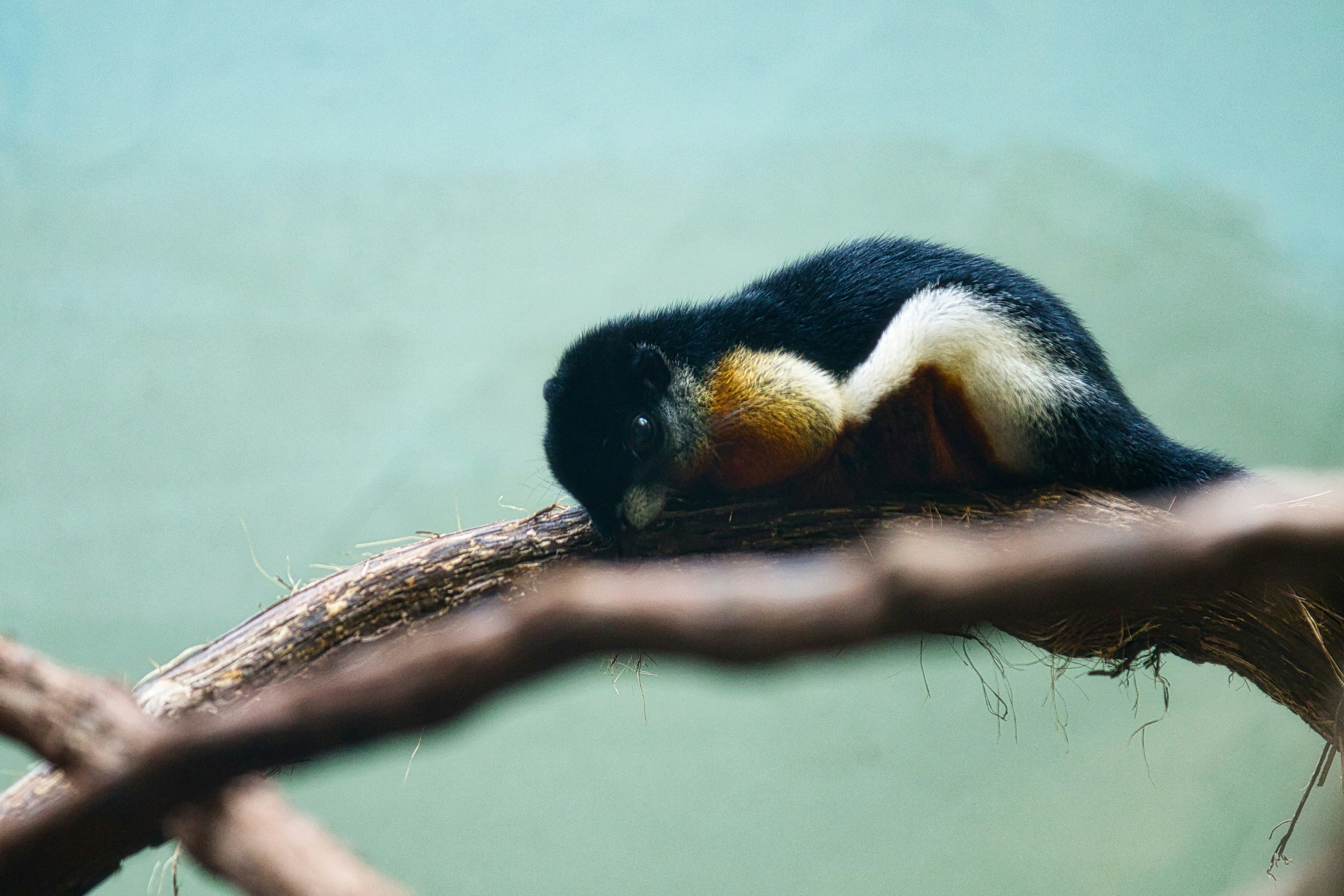 Giant squirrel resting on a tree branch