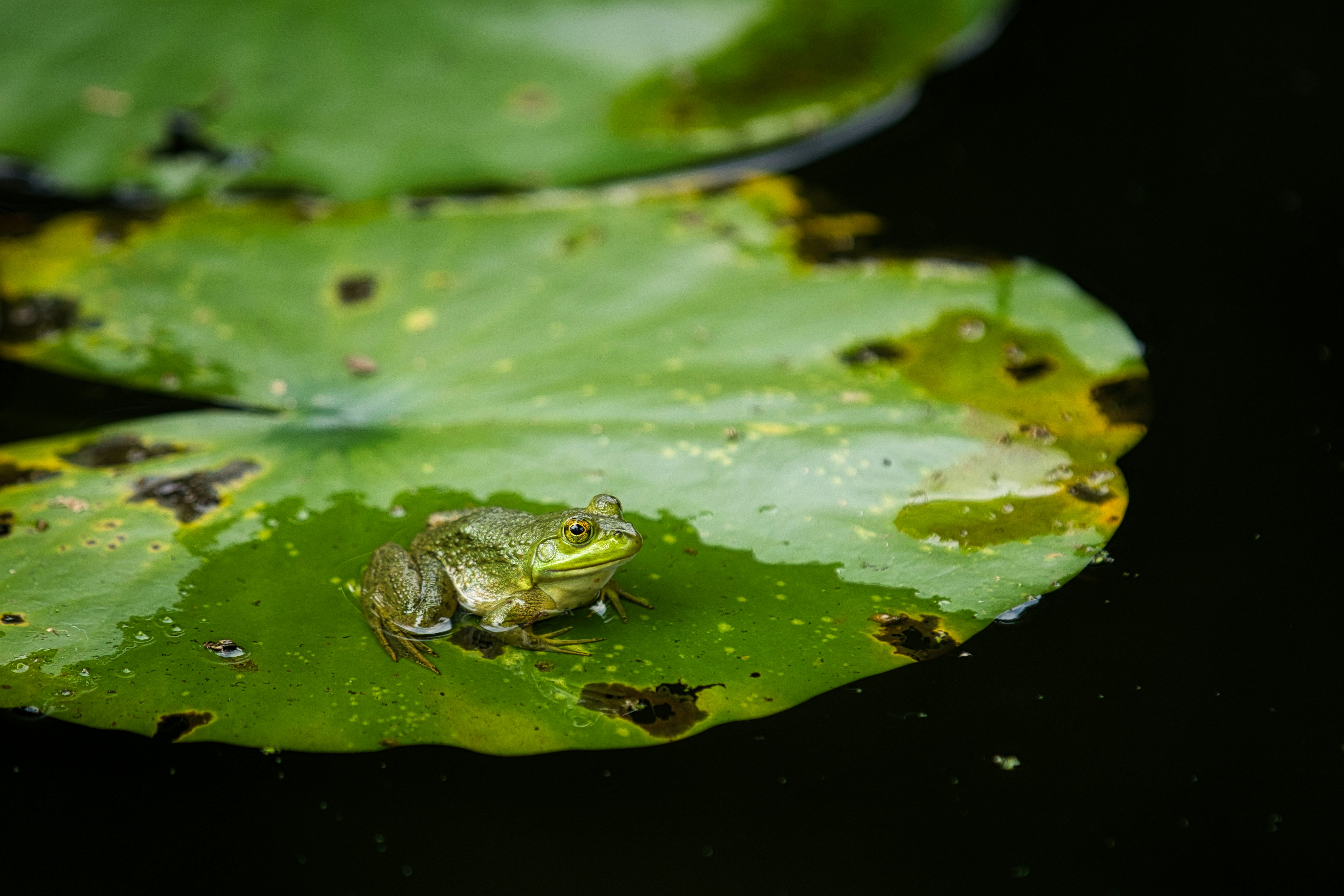 Emerald Watcher: A Frog Poised on a Lily Pad