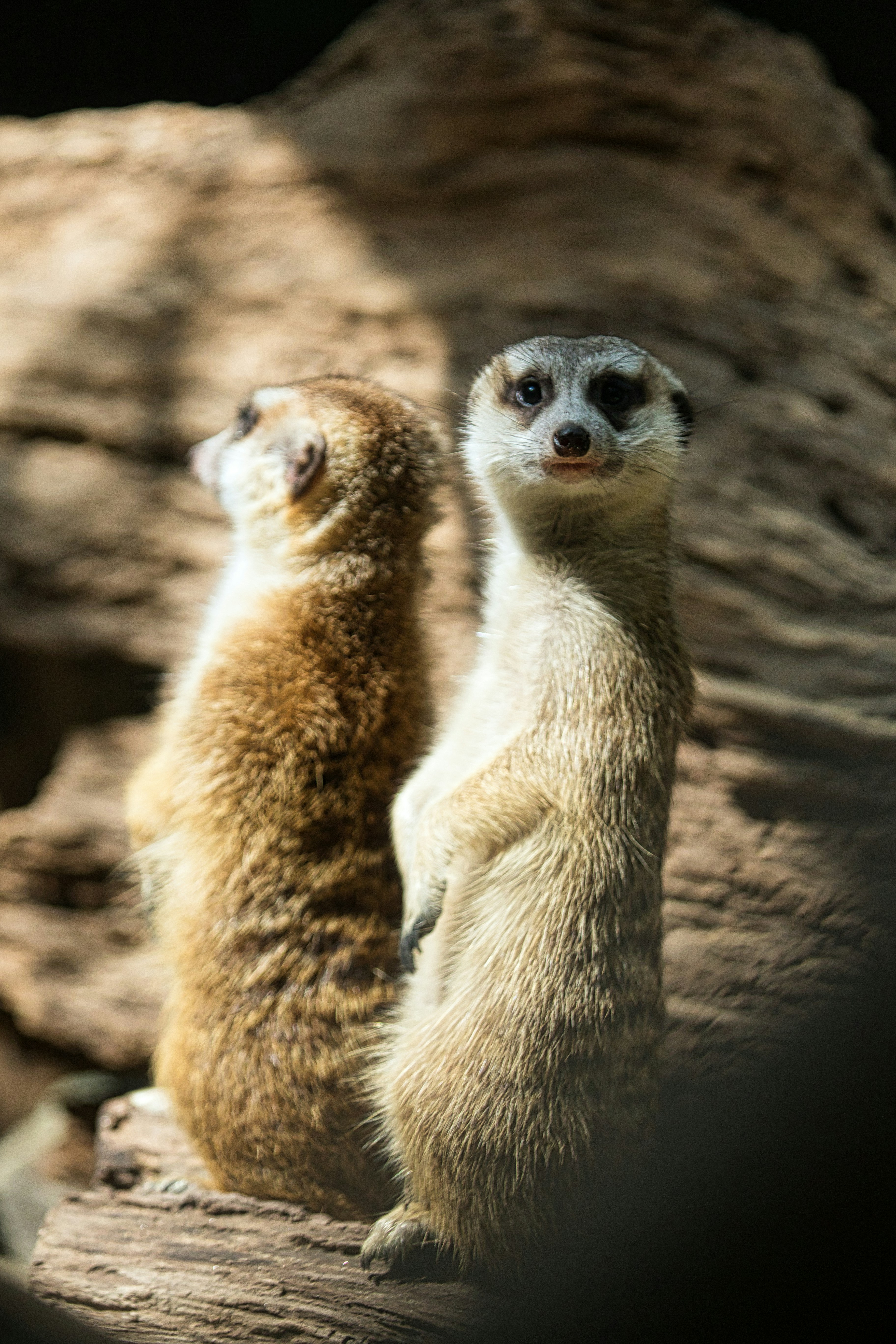 Alert in the Spotlight: The Front Meerkat Stares Down the Frame