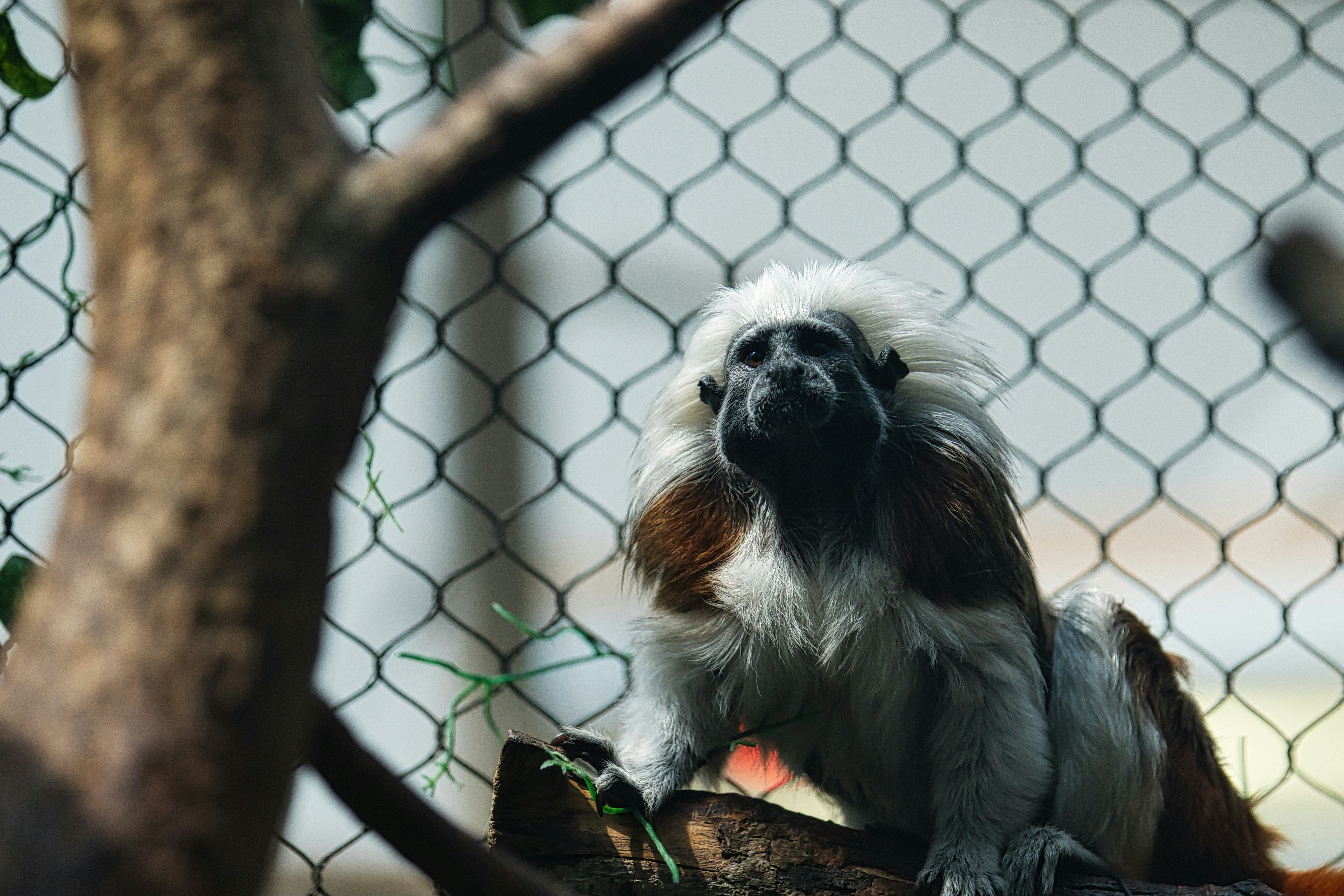 Curious White-faced Monkey Perched Behind a Chain-Link Fence