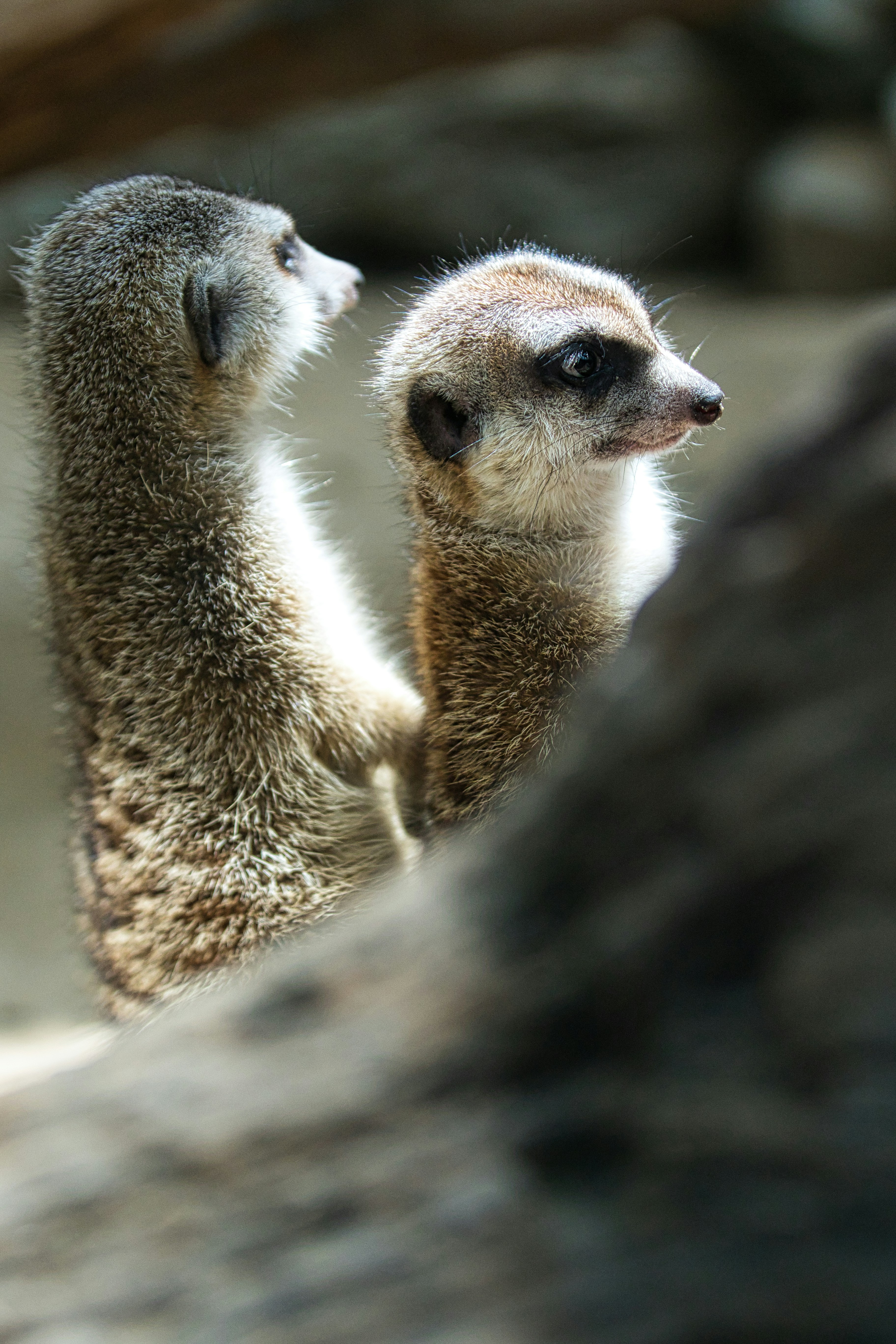Curious Meerkats: A Quiet Moment Between Watchful Friends