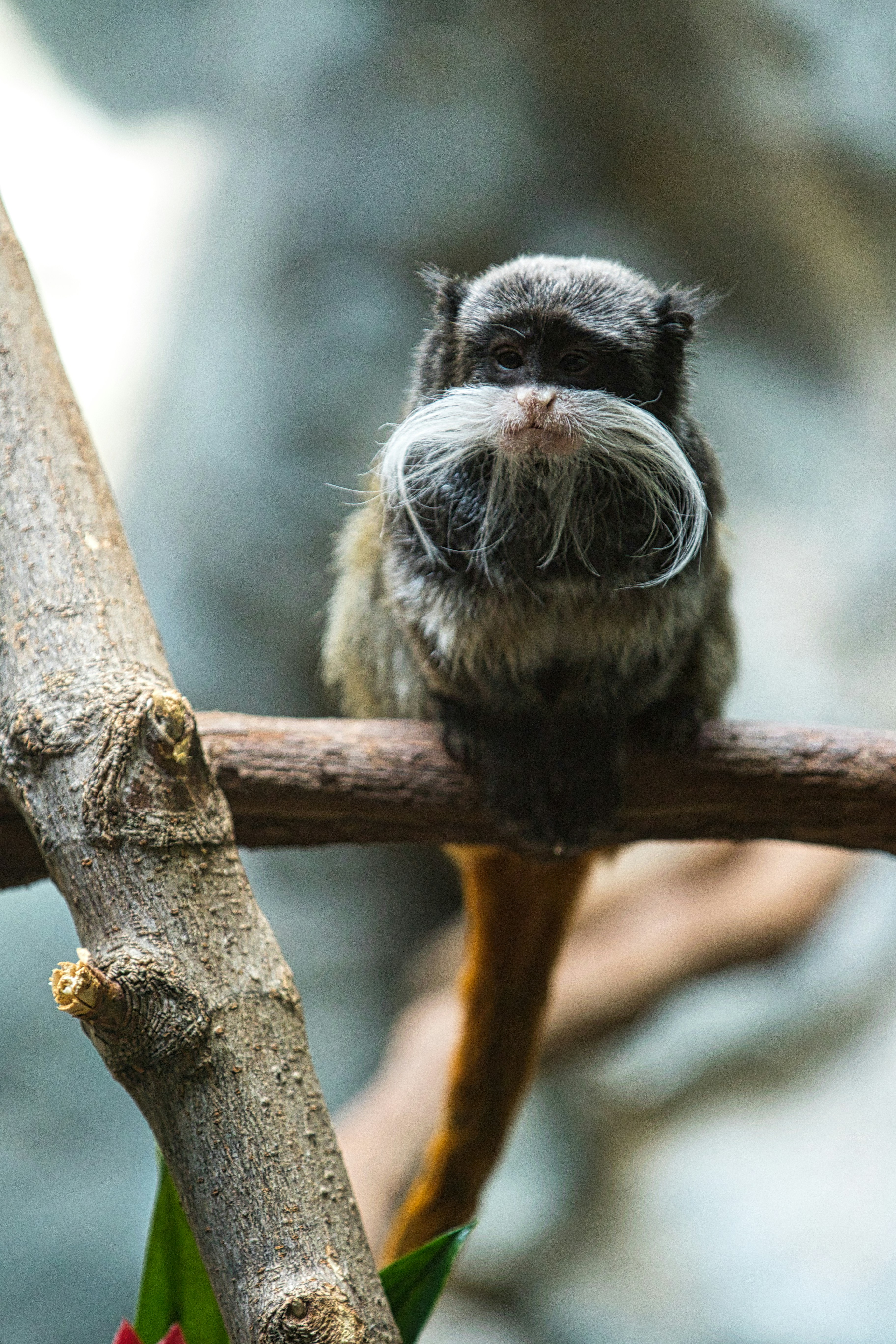 Mustached Tiny Acrobat Perched on a Log