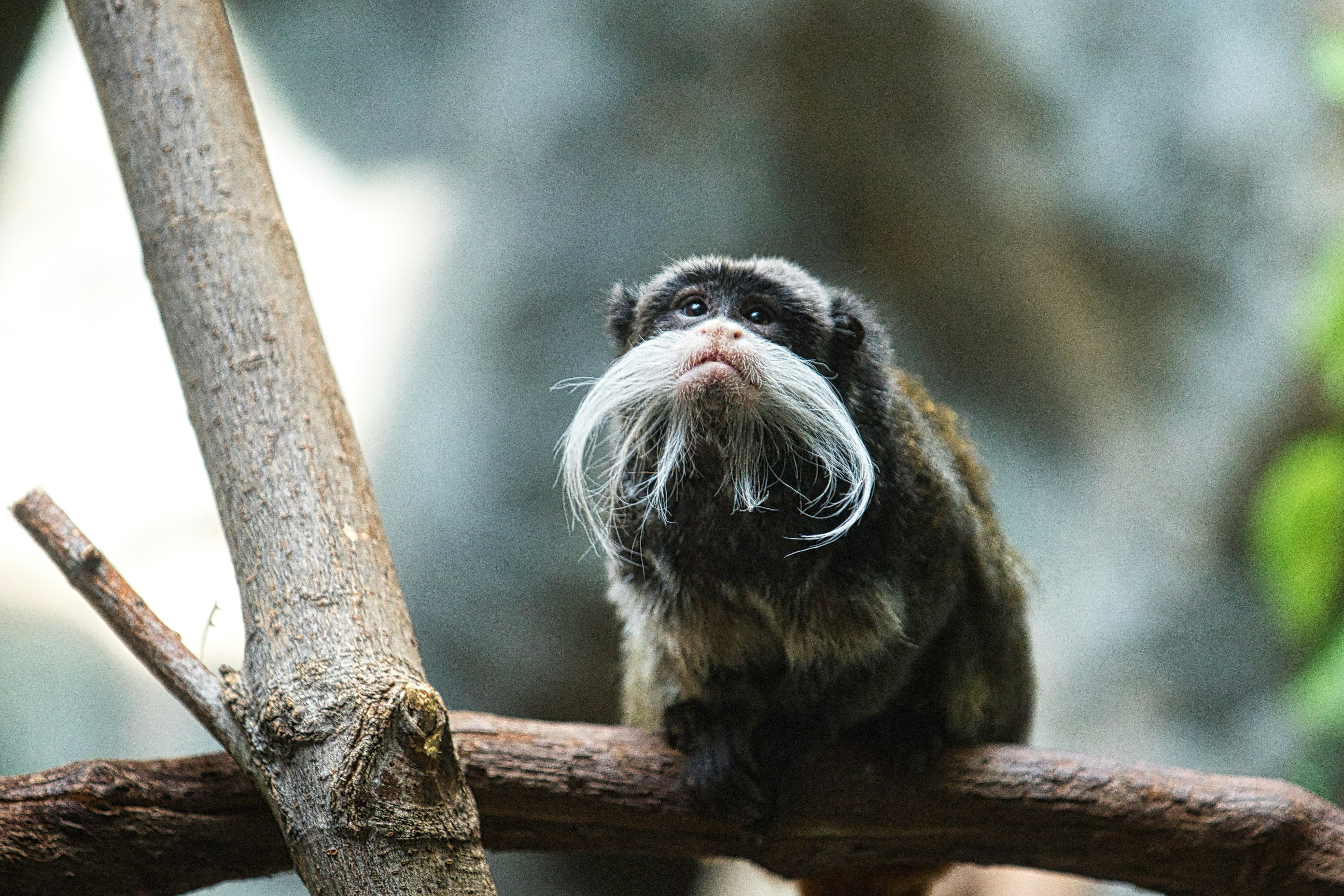 Curious Canon: A Small Primate Surveying Its World