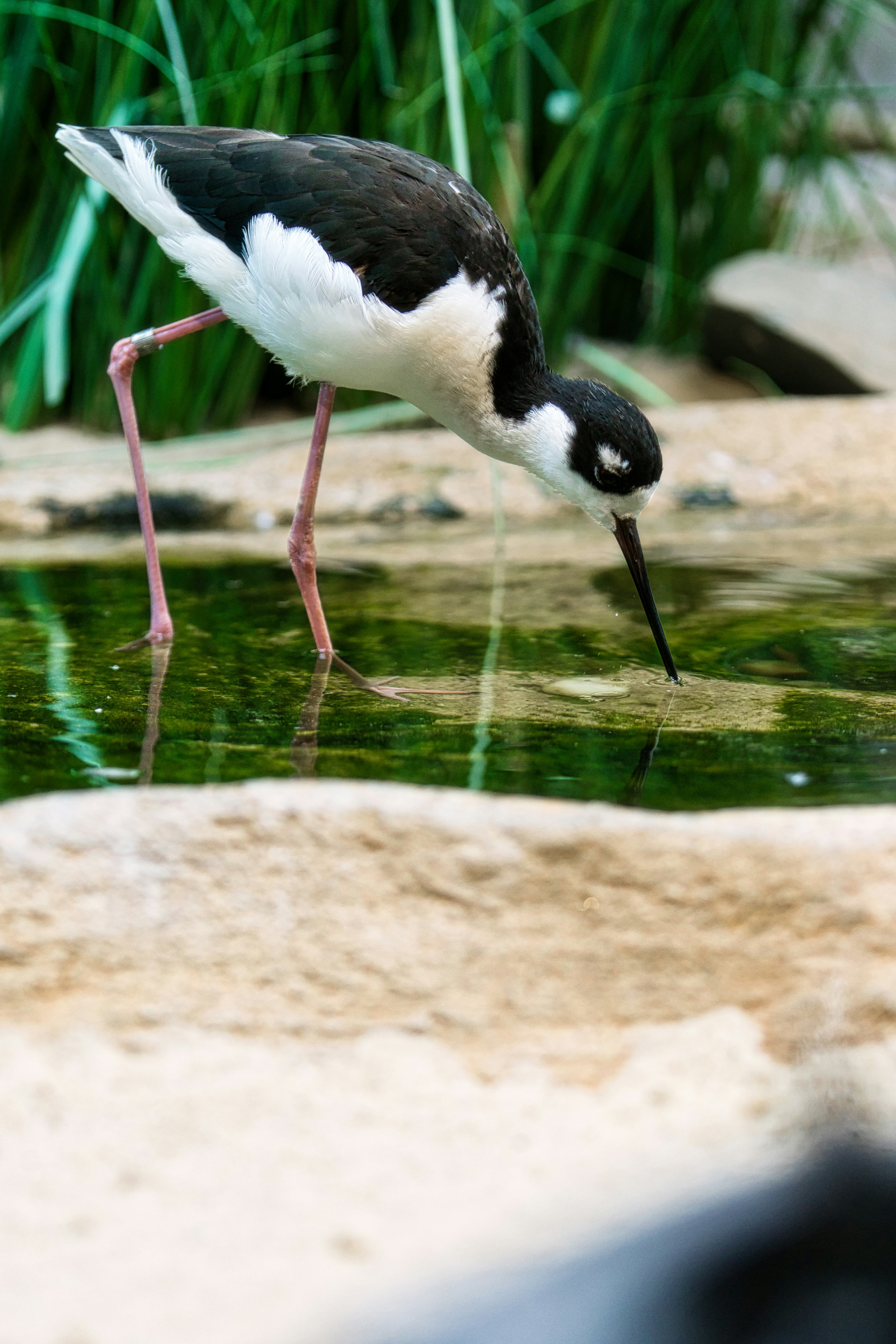 Stilted Stare: A Black-winged Stilt Probes the Pond