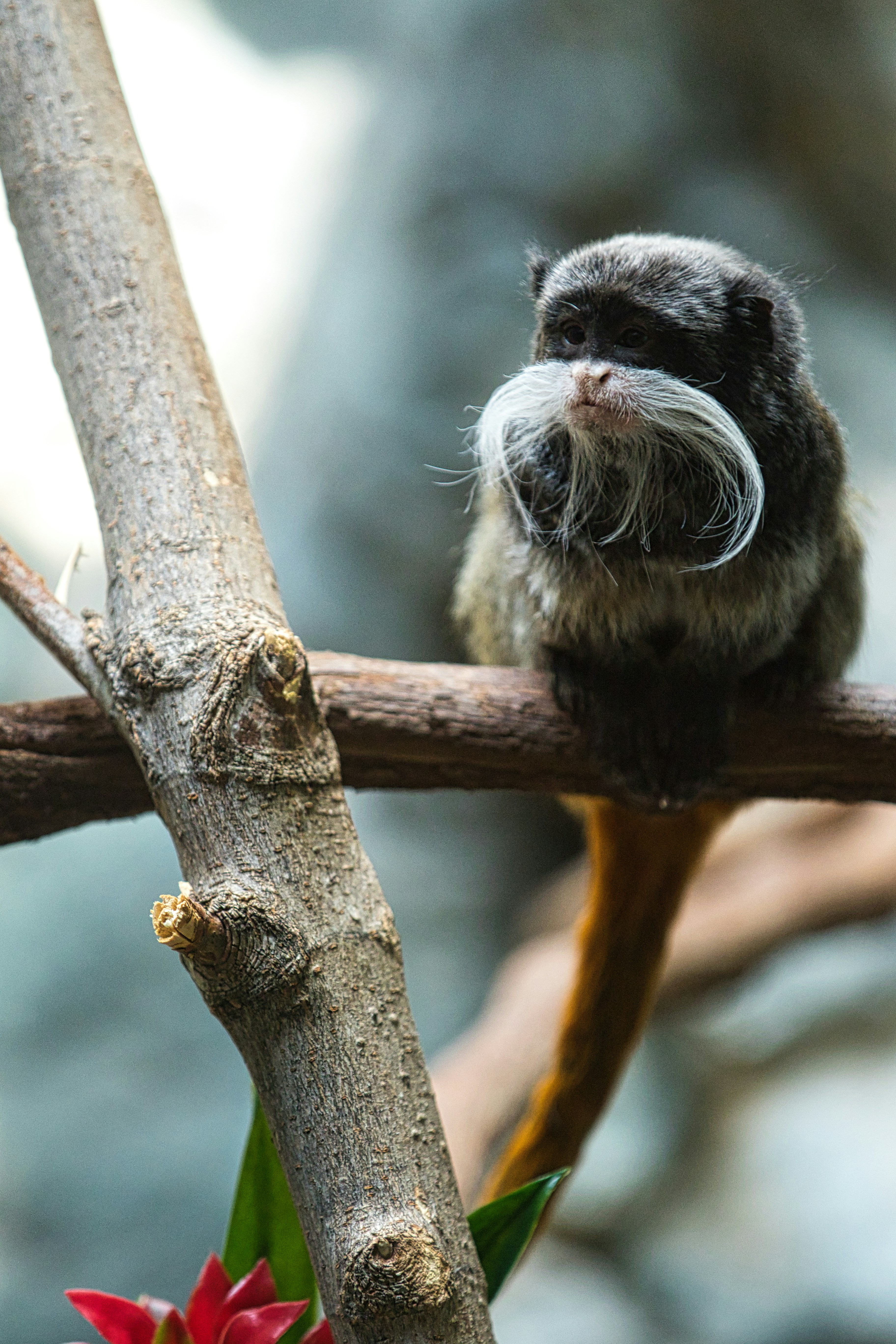 Bearded Sentry on a Branch