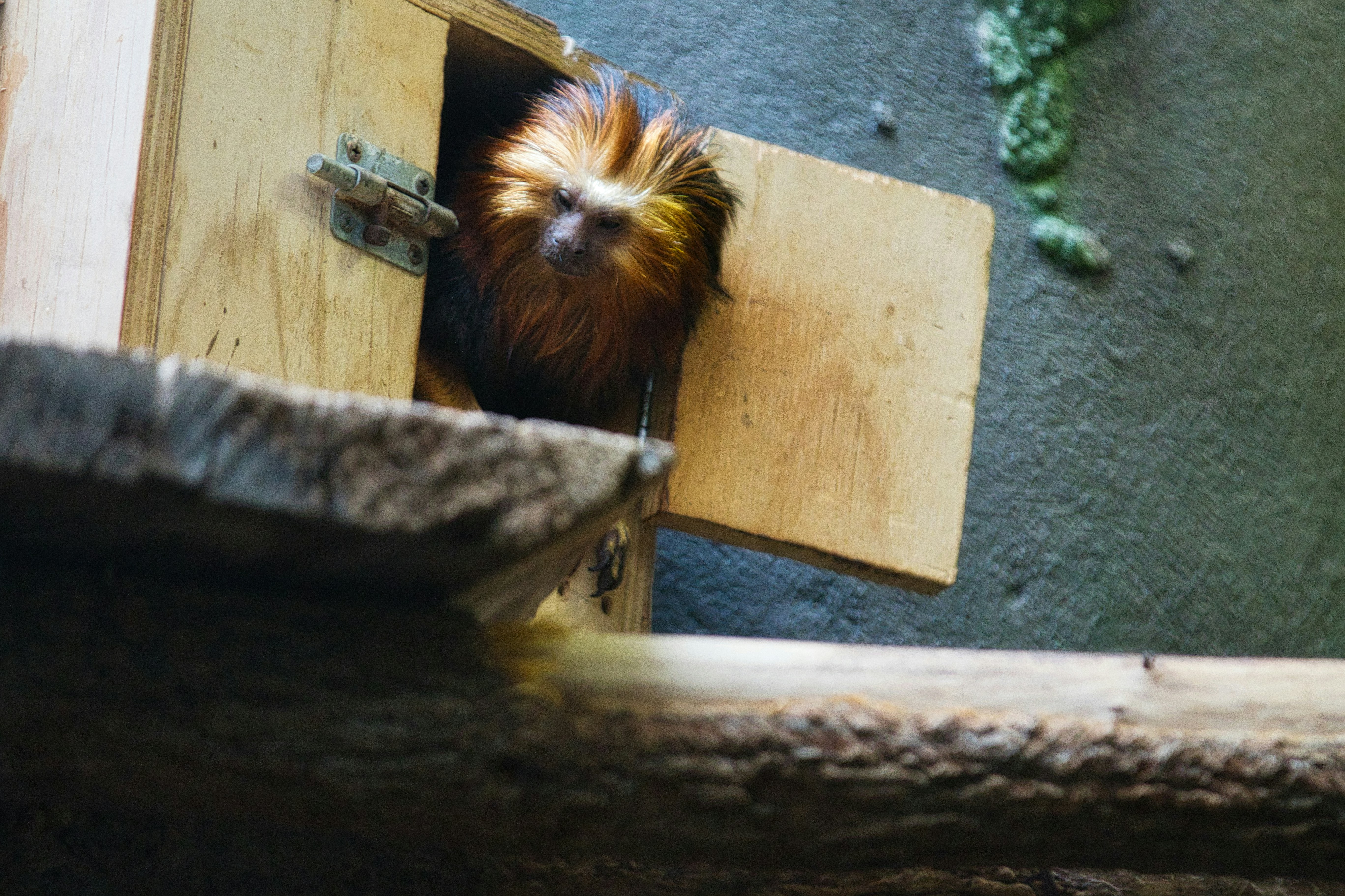 Peeking Nut-Eater at the Wooden Hatch