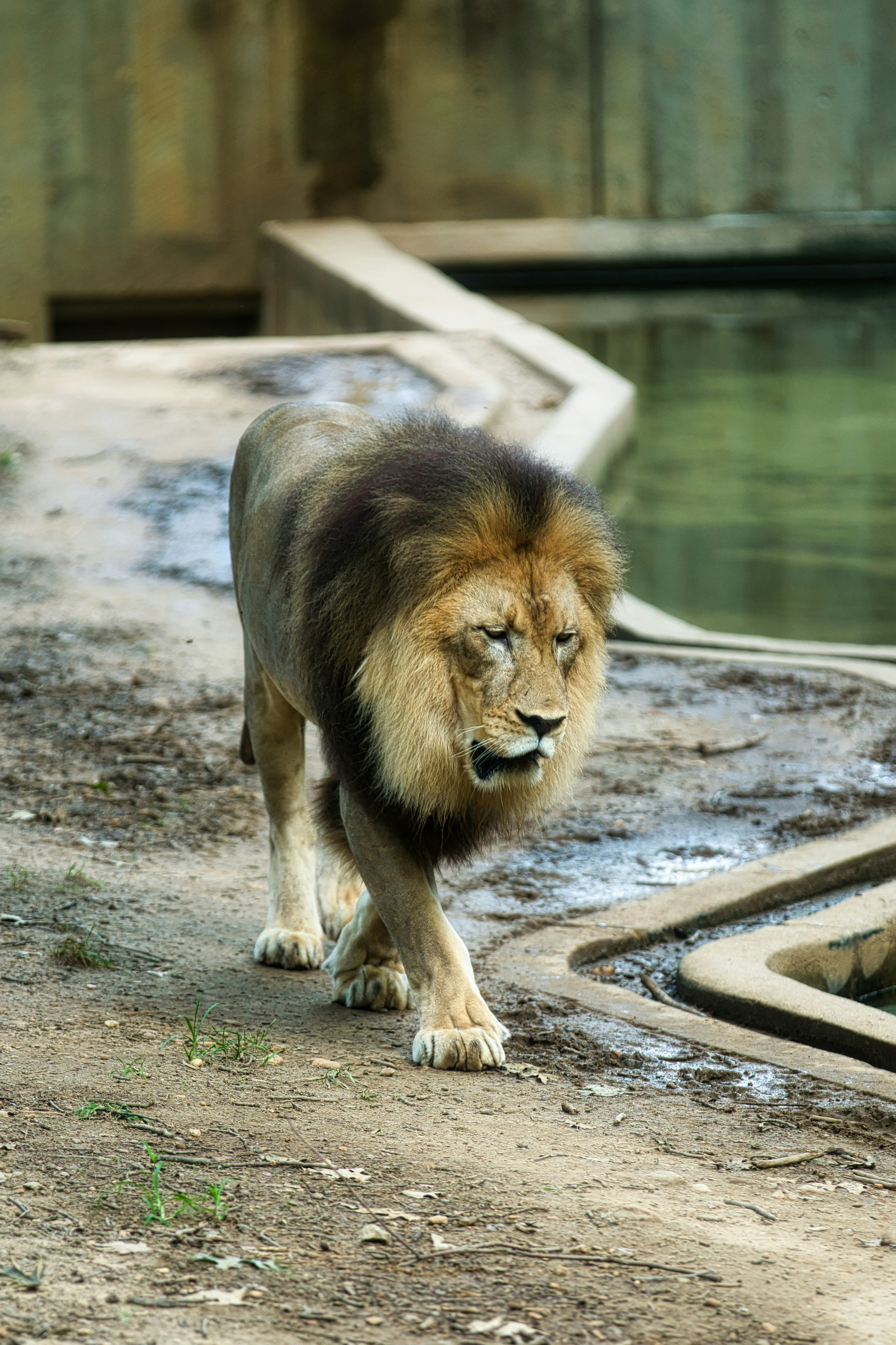 Majestic Focus: A Lean Yet Regal Walk