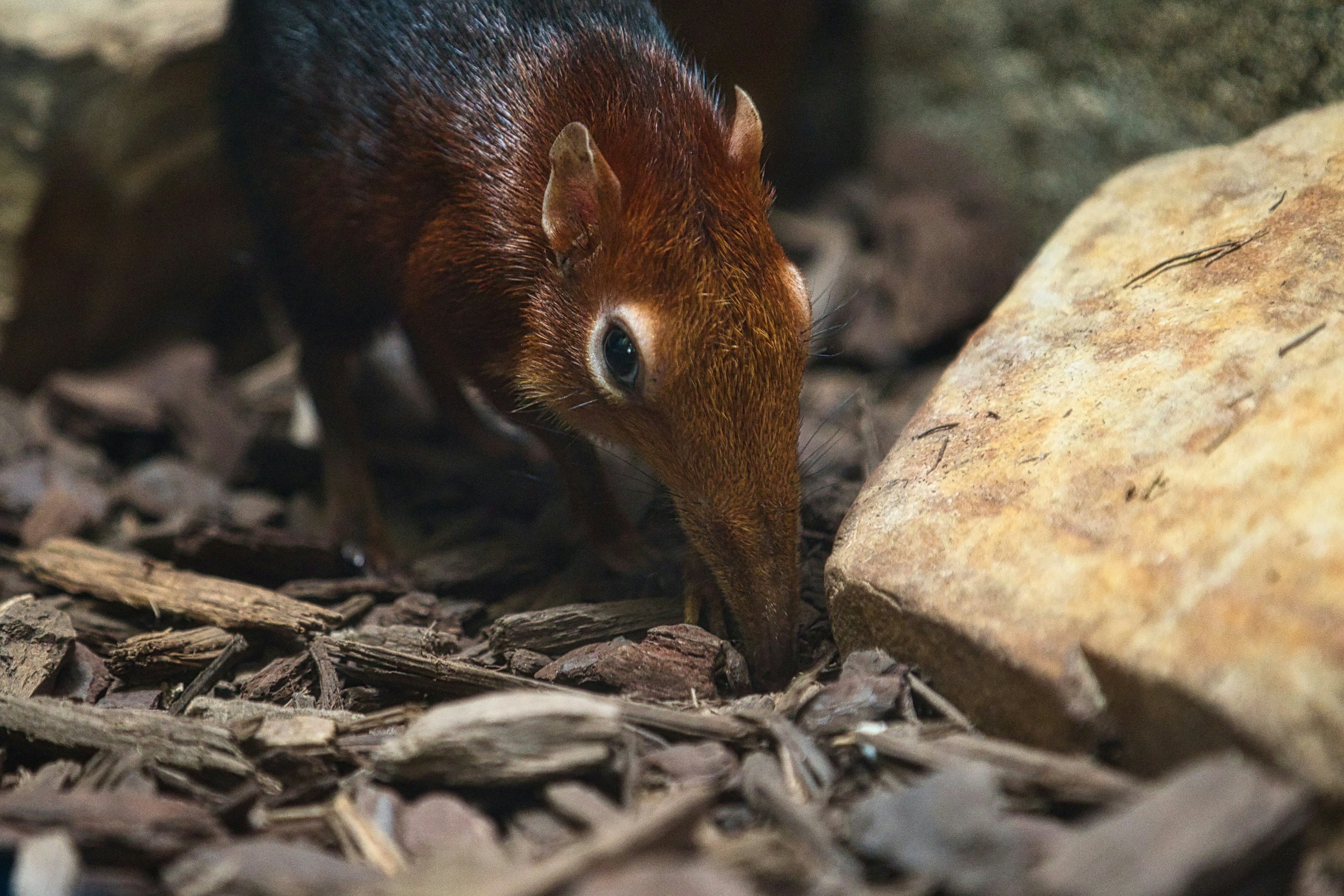 A Squirrel’s Quiet Foraging Moment Among Bark and Stones