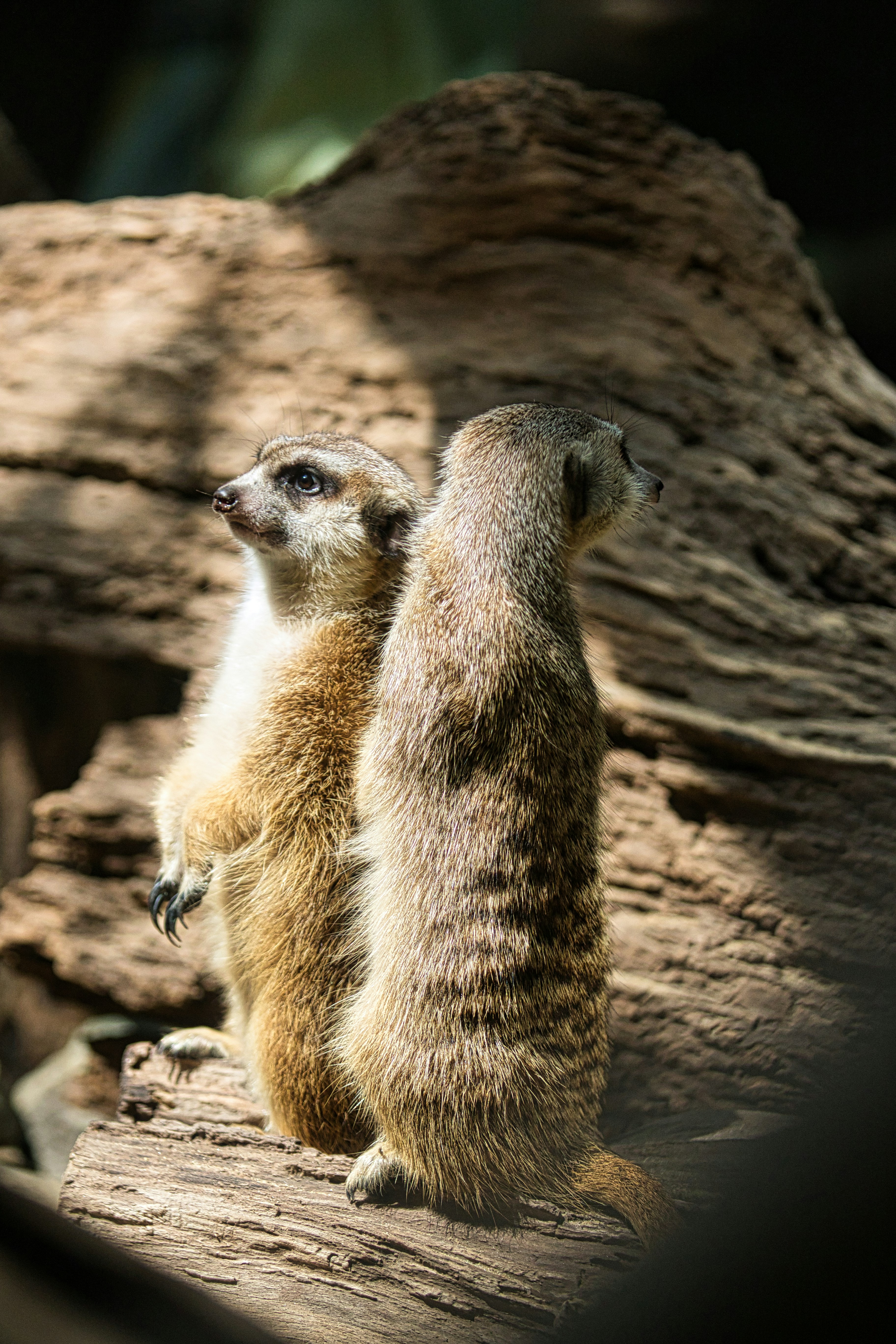 Two meerkats share a sunlit stance beside rugged bark