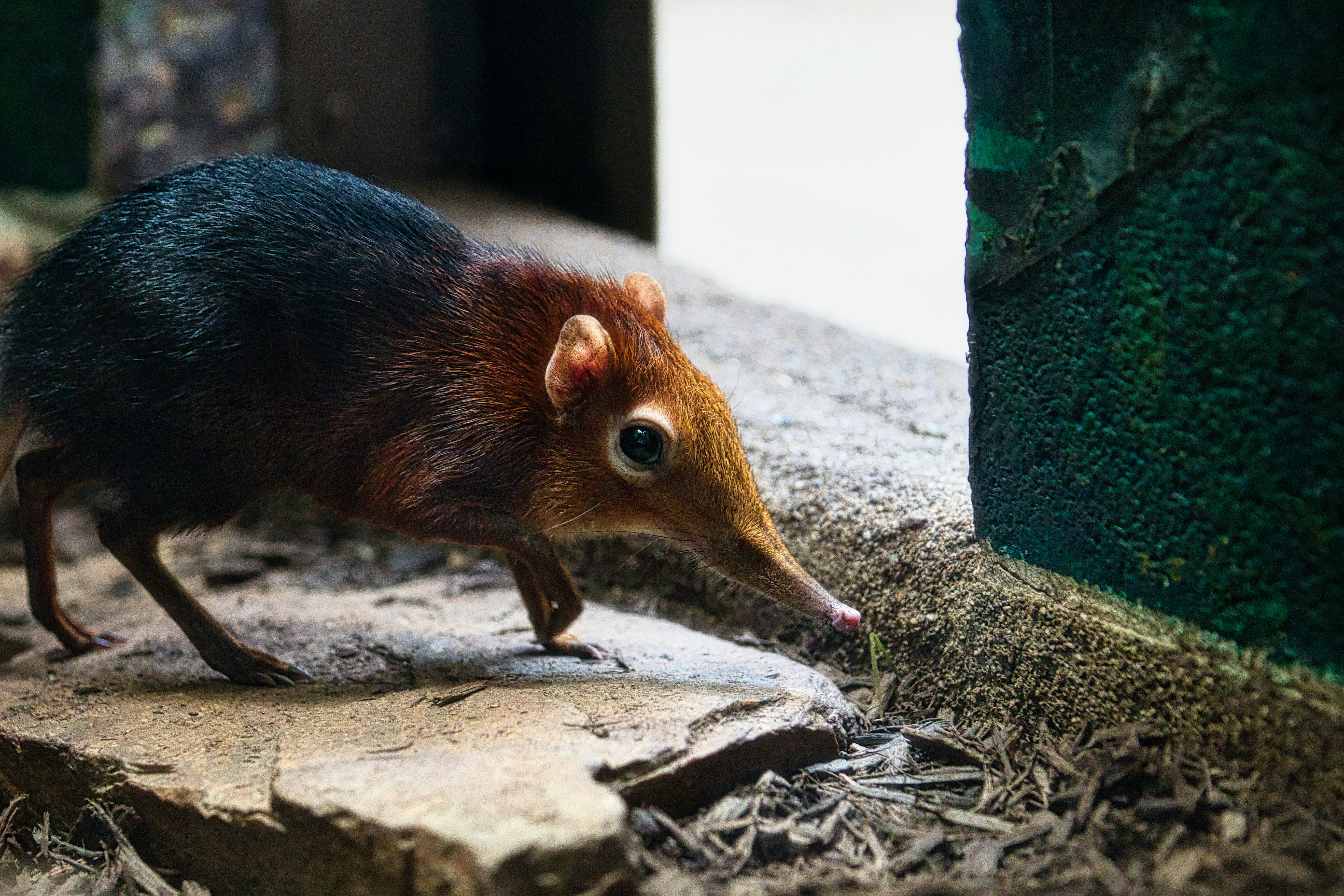 Tiny Forager at the Edge: The Long-Nosed Scurrier Checks a Terminal Clue